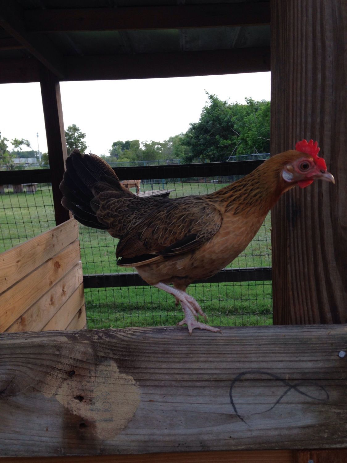 dutch? | BackYard Chickens - Learn How to Raise Chickens
