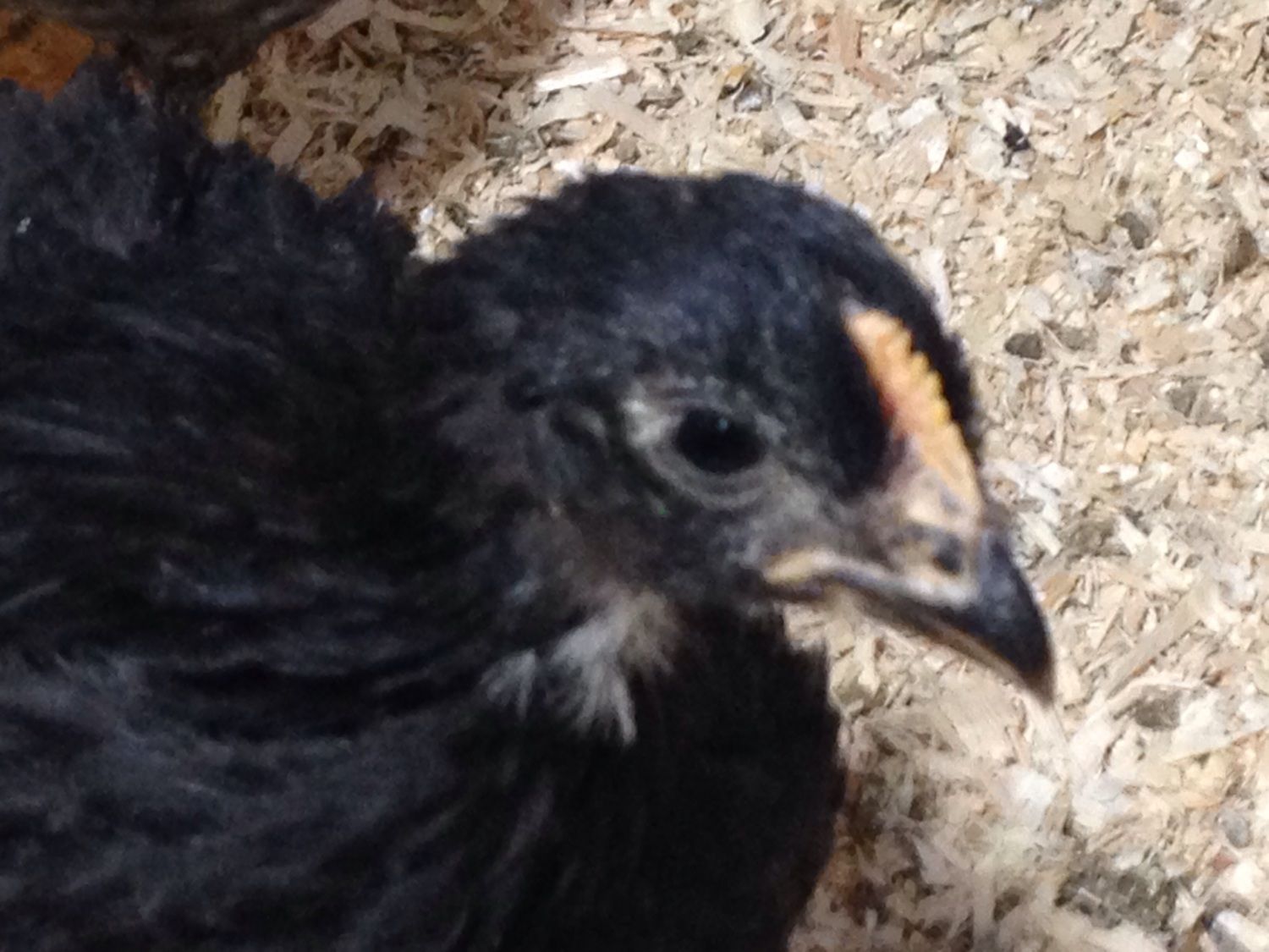 BCM pullet or cockerel? | BackYard Chickens - Learn How to Raise Chickens