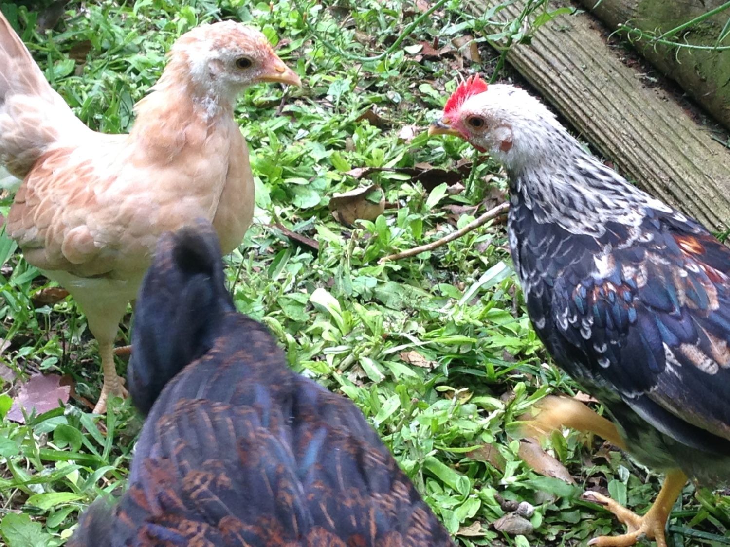 Approx. 7 week old chicks -- breed and gender thoughts? | BackYard ...