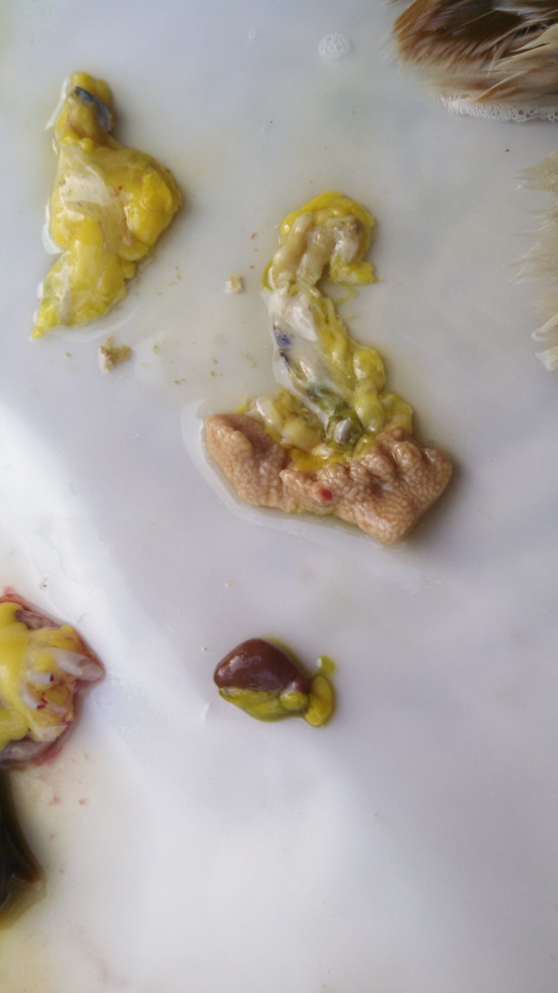 Chicken Necropsy Result Opinions | BackYard Chickens - Learn How to ...