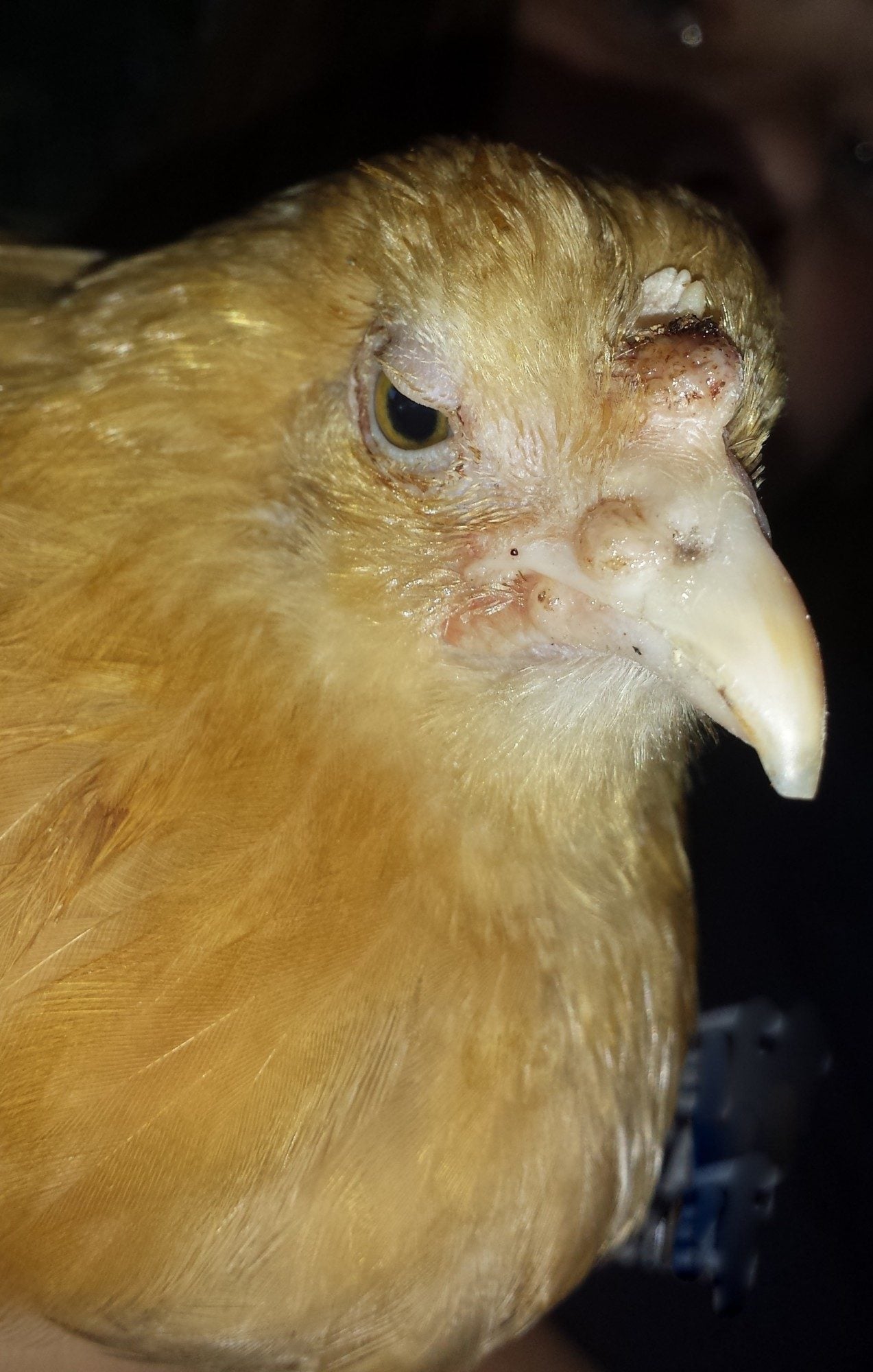 Sick Chicken, is this Dry fowl pox growing on her face????? pics ...