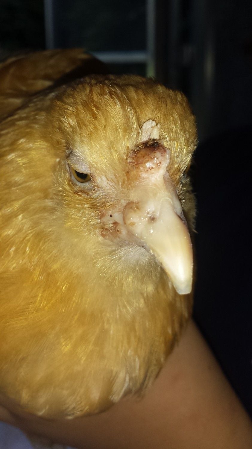 Sick Chicken, is this Dry fowl pox growing on her face????? pics ...