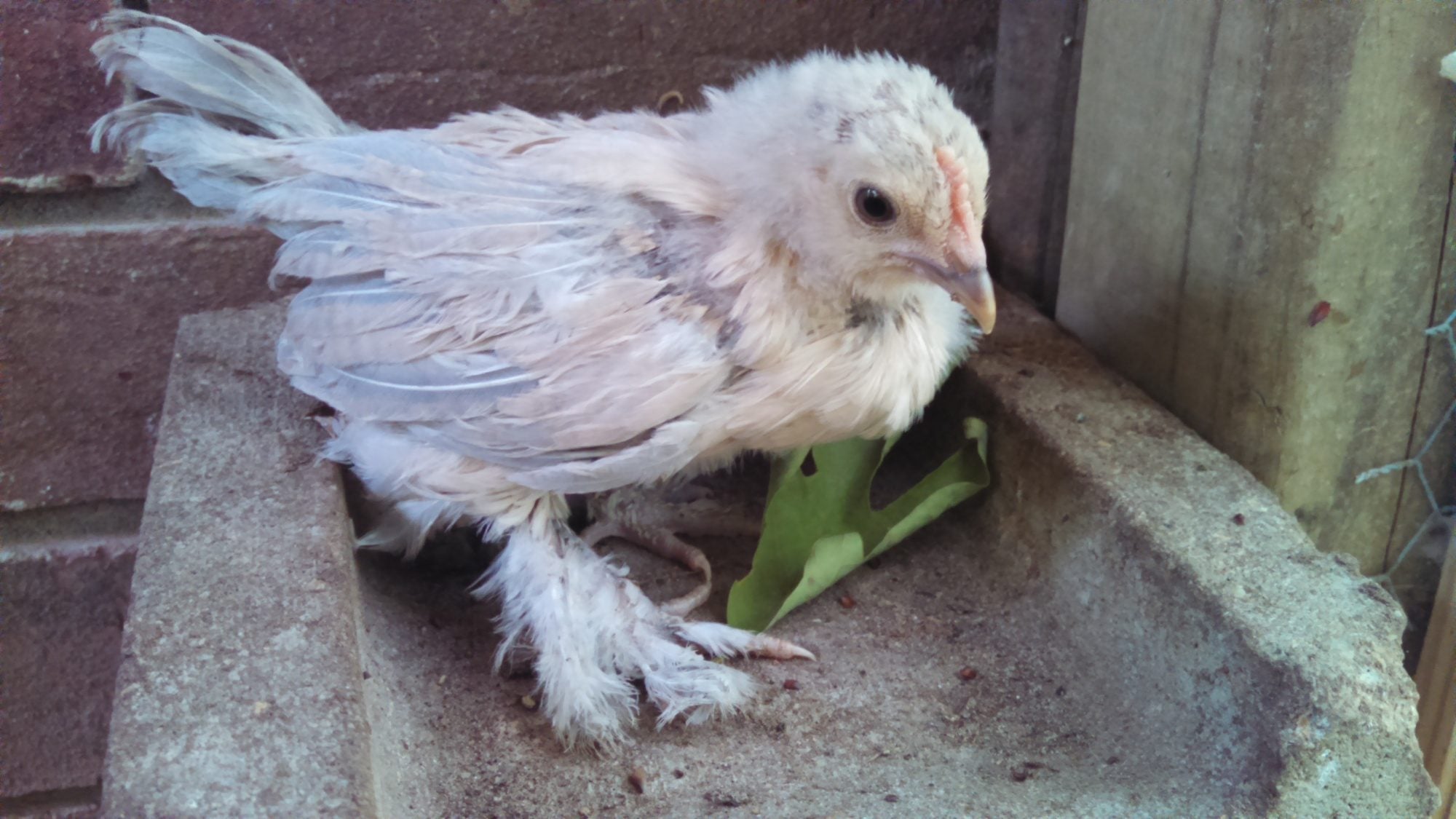 pullet or cockerel? 4 to 5 week old dutch booted bantams | BackYard ...