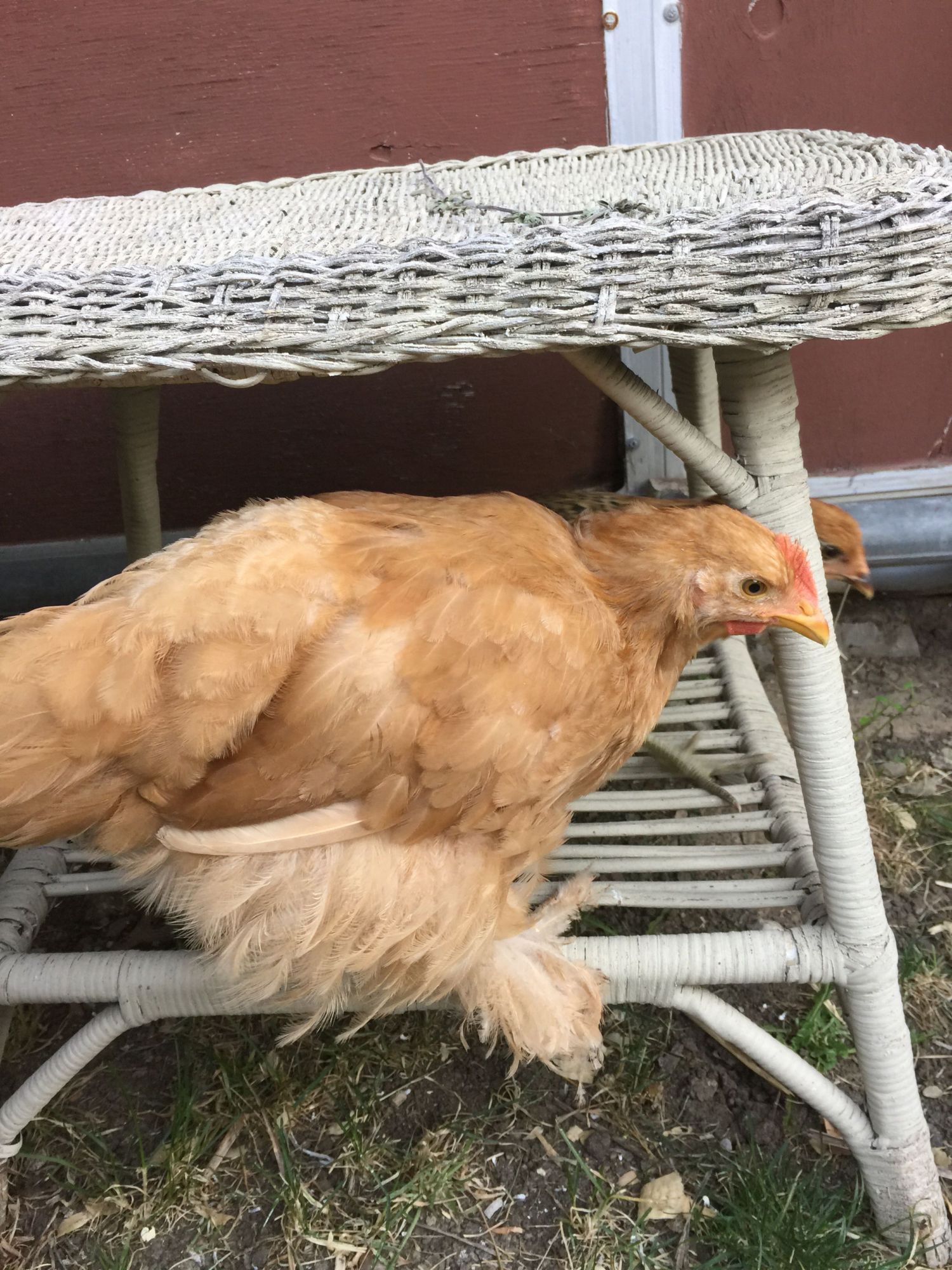 So confused..Male or Female Cochin | BackYard Chickens - Learn How to ...