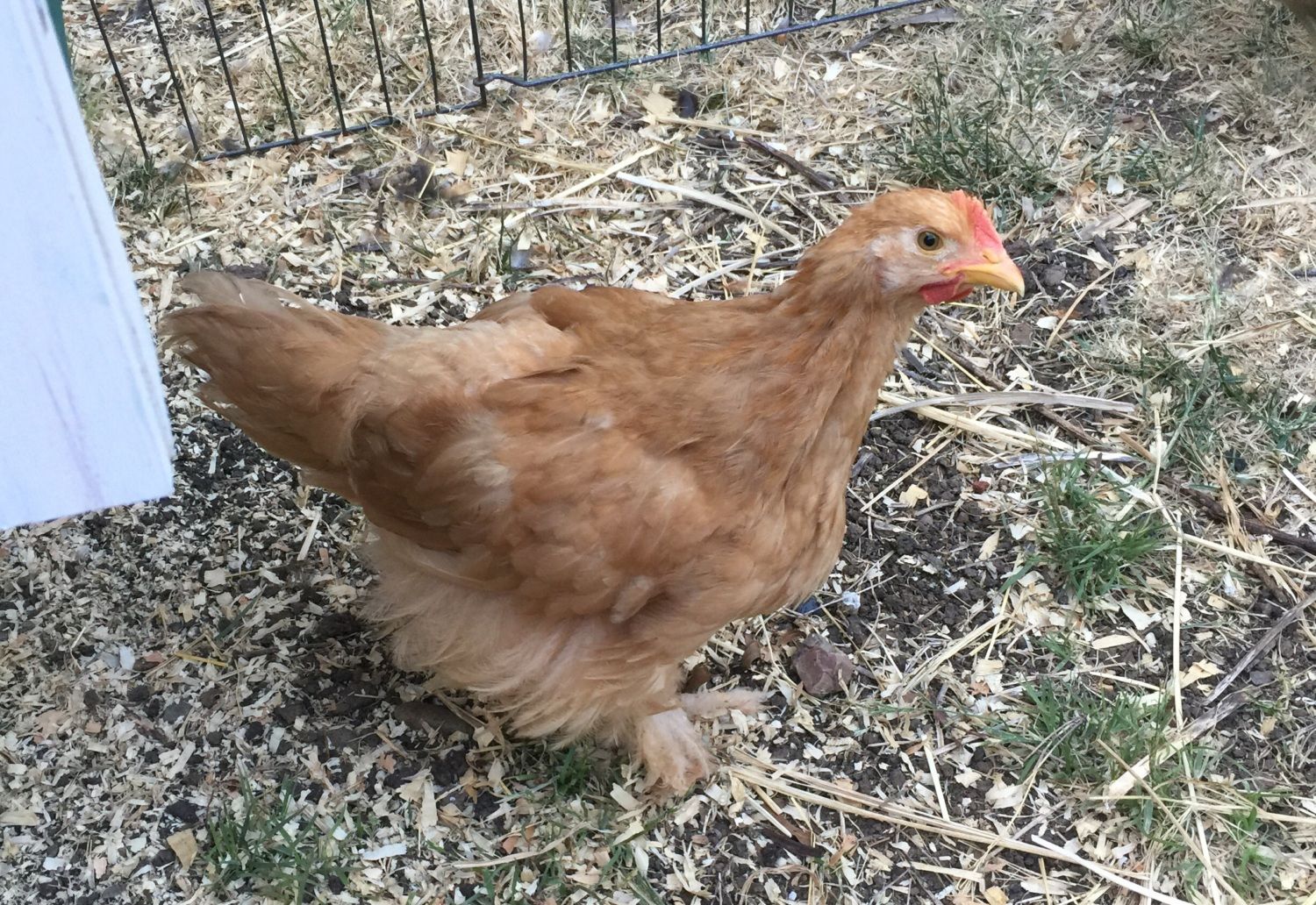 So confused..Male or Female Cochin | BackYard Chickens - Learn How to ...