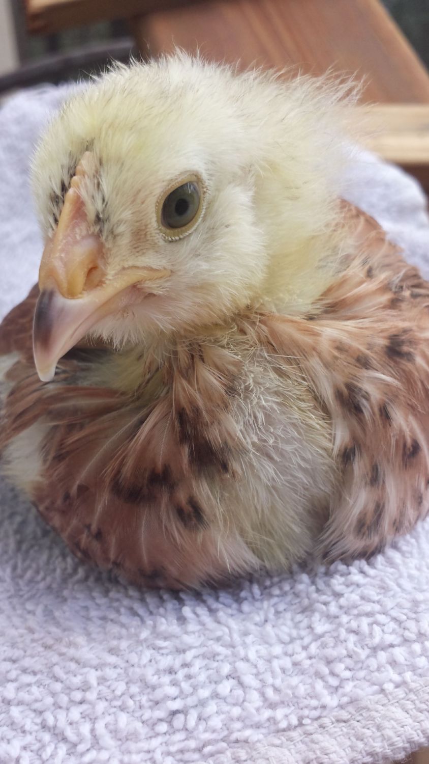 Salmon Faverolle Sexing Backyard Chickens Learn How To Raise Chickens