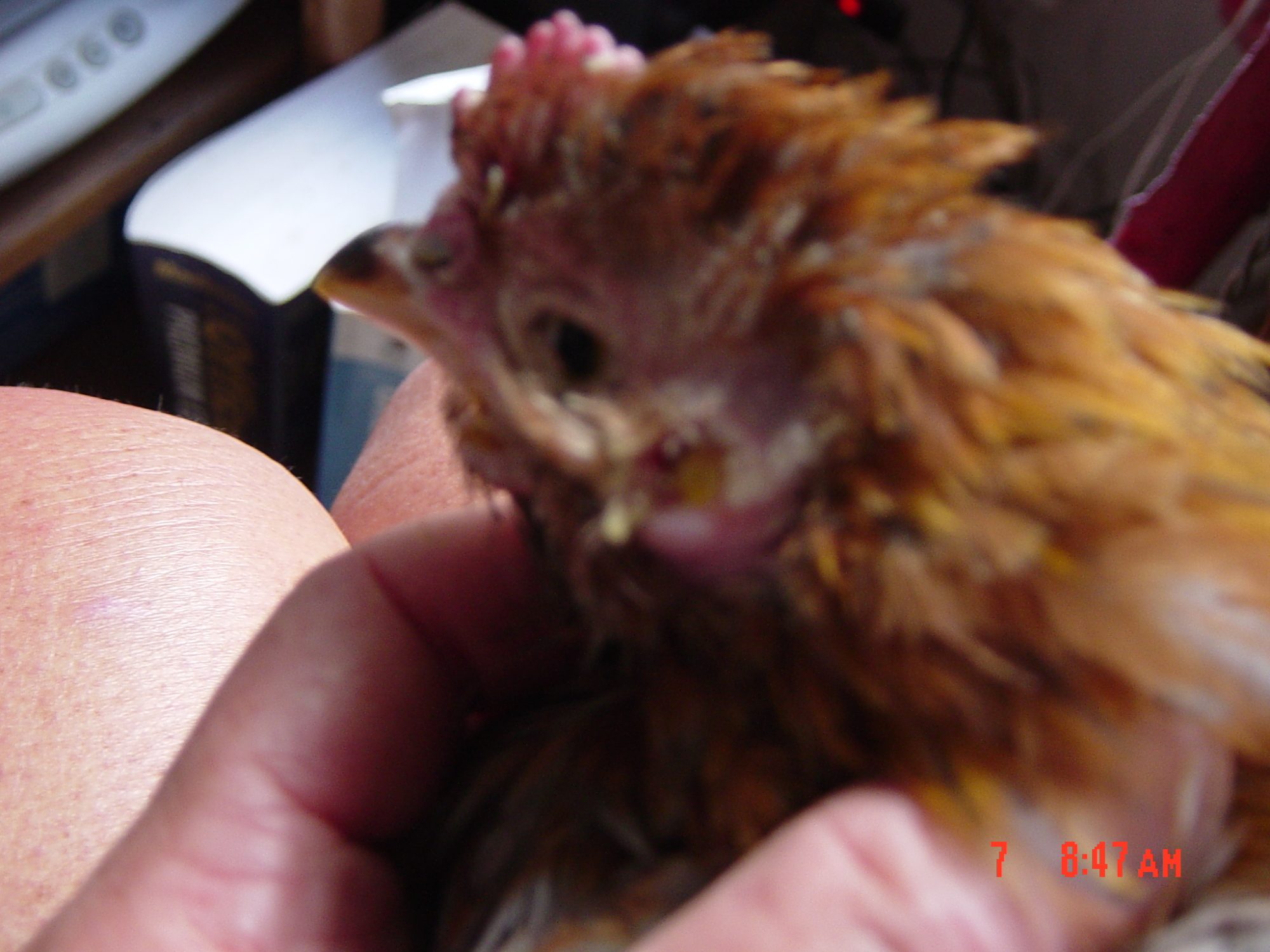 Young chicken with crusty, hard skin on head. need help treating ...