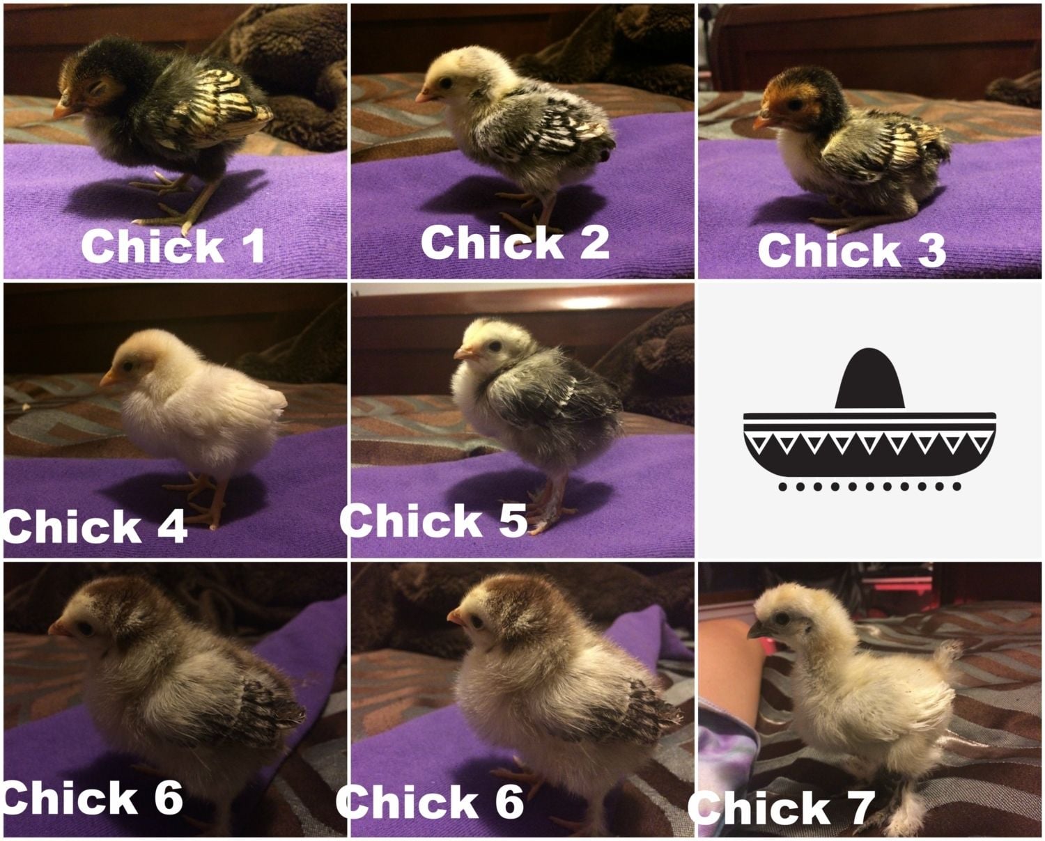 Breed Guesses for New Chicks | BackYard Chickens - Learn How to Raise ...