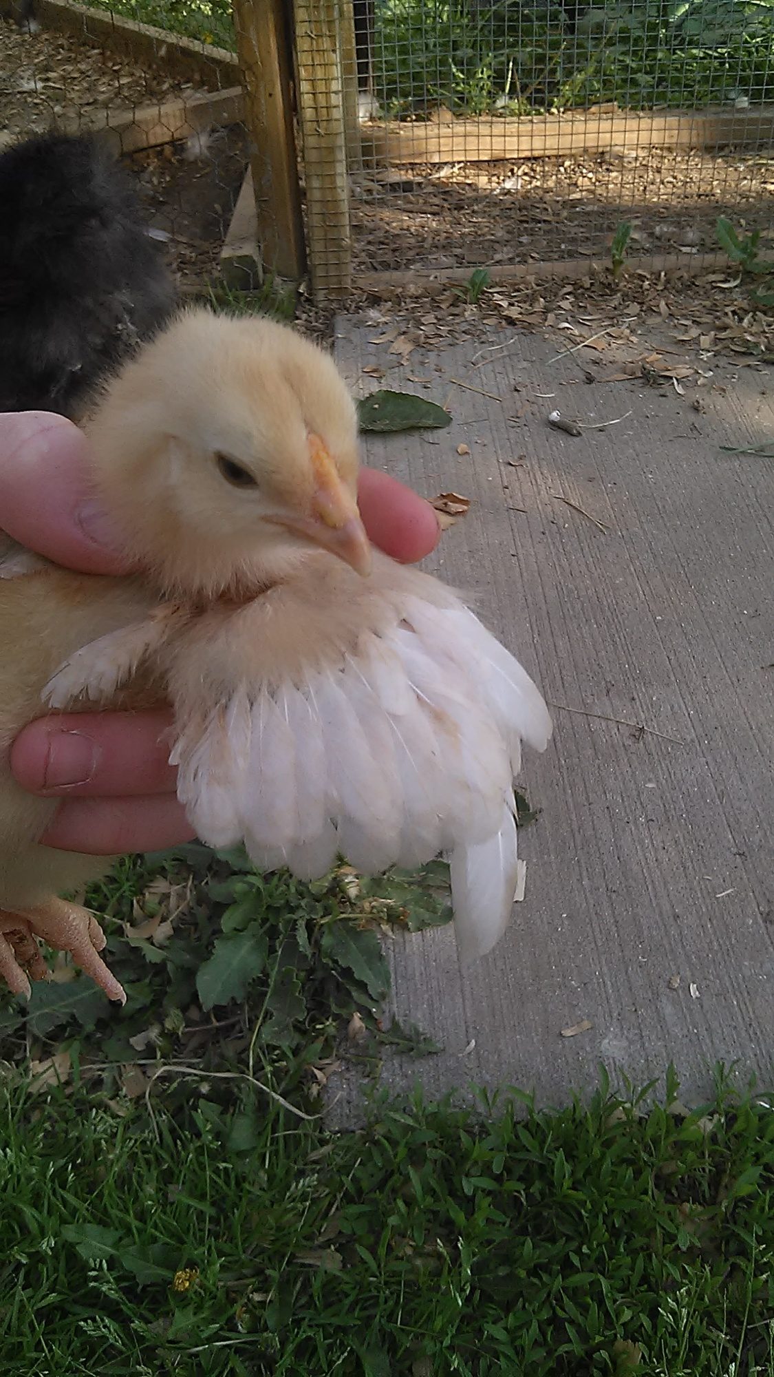 What are the genders of my chicks? | BackYard Chickens - Learn How to ...