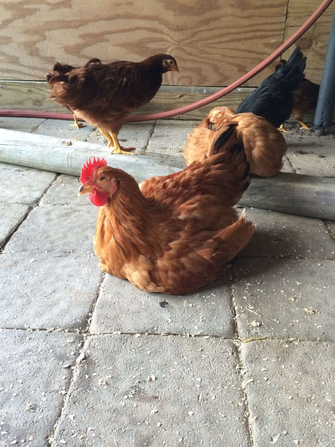 Red Ranger Rooster Lays Down A Lot | BackYard Chickens - Learn How to ...