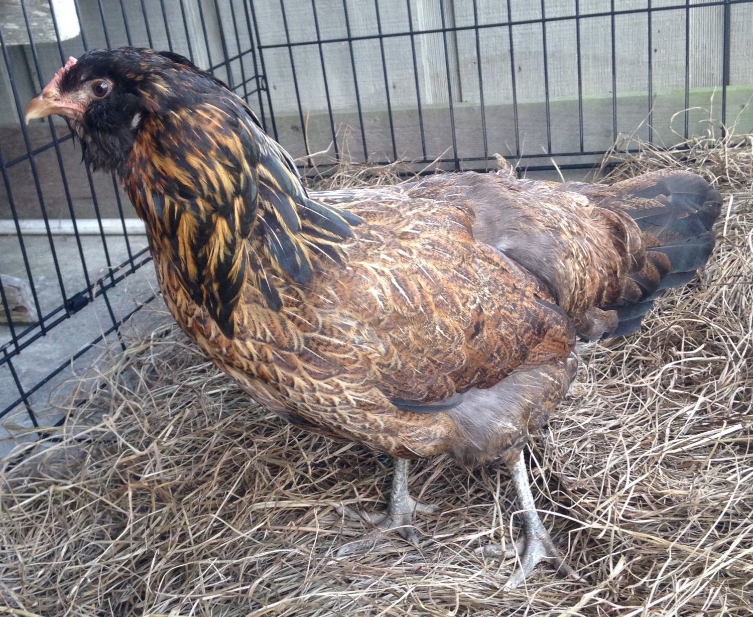 Favorite hen SICK - skinny, green/yellow poop, droopy | BackYard ...