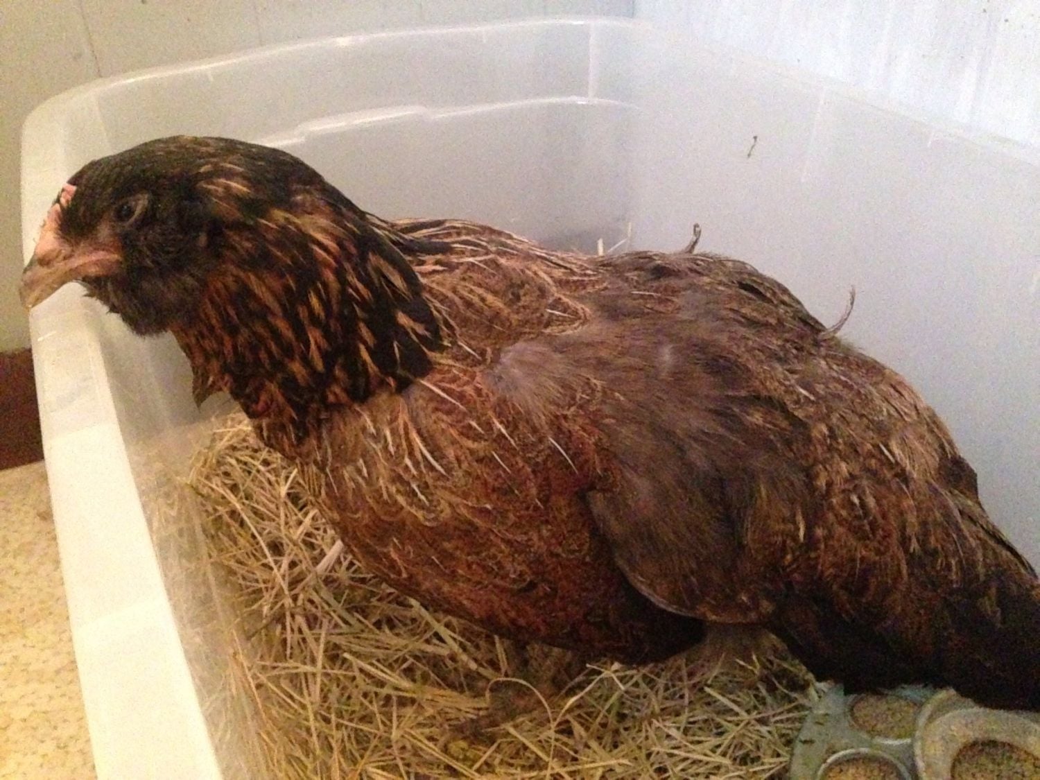 Favorite hen SICK - skinny, green/yellow poop, droopy | BackYard ...