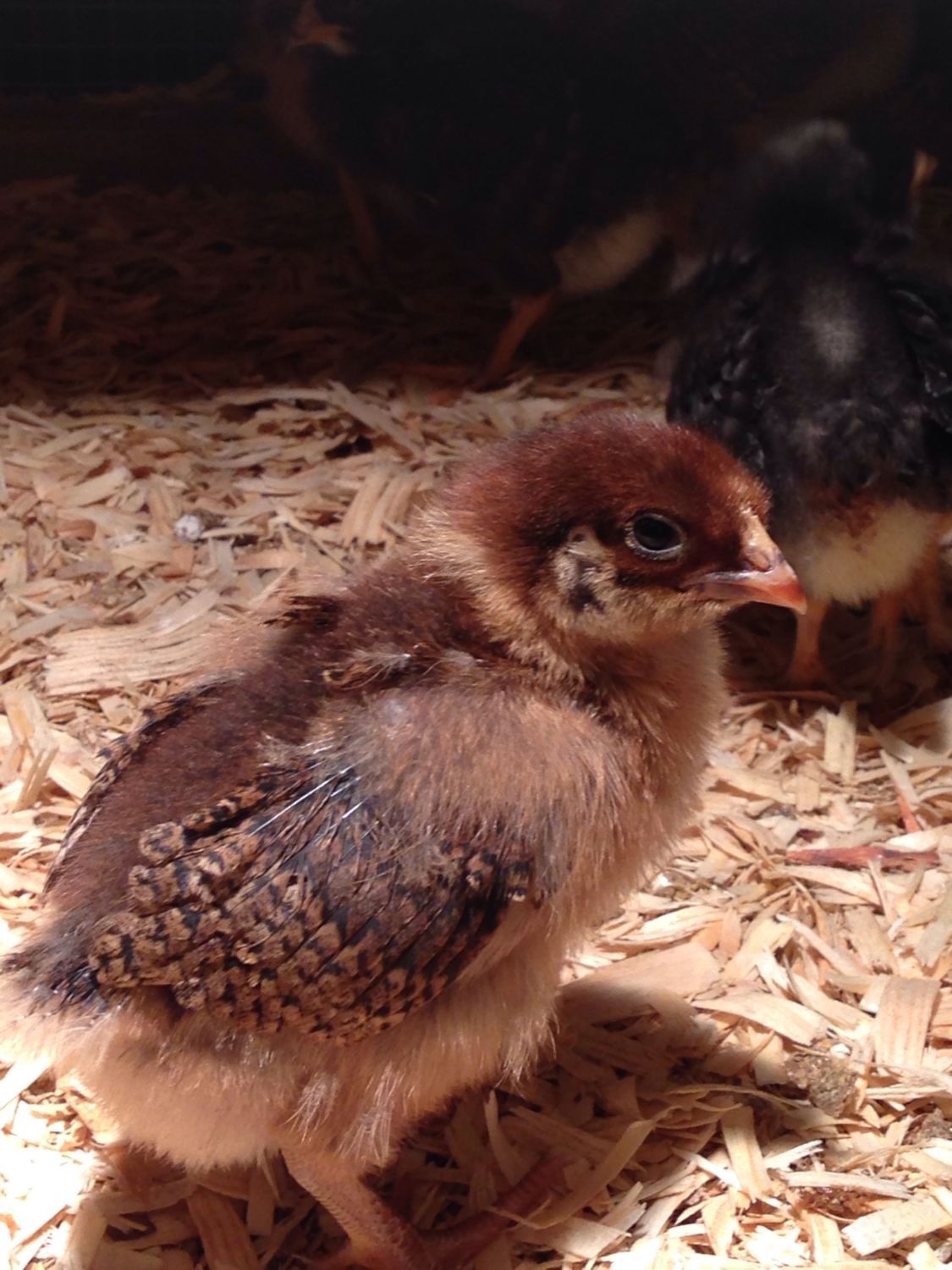 welsummer cockerel or pullet?? | BackYard Chickens - Learn How to Raise ...