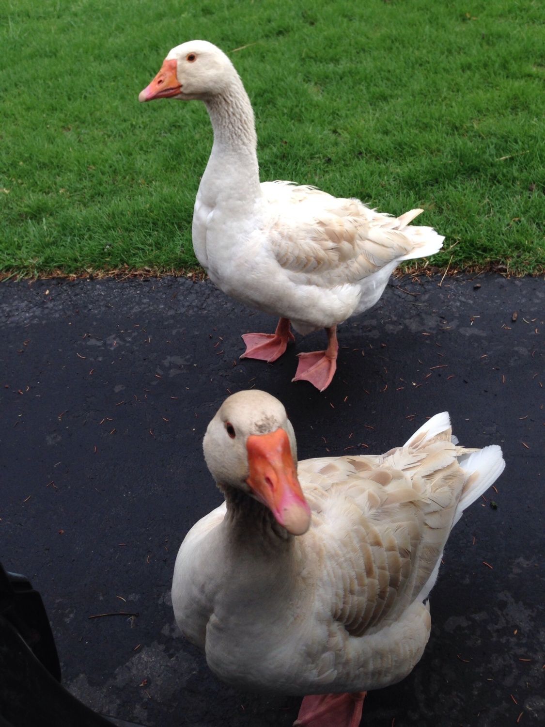 Need info on American buff geese - Page 6