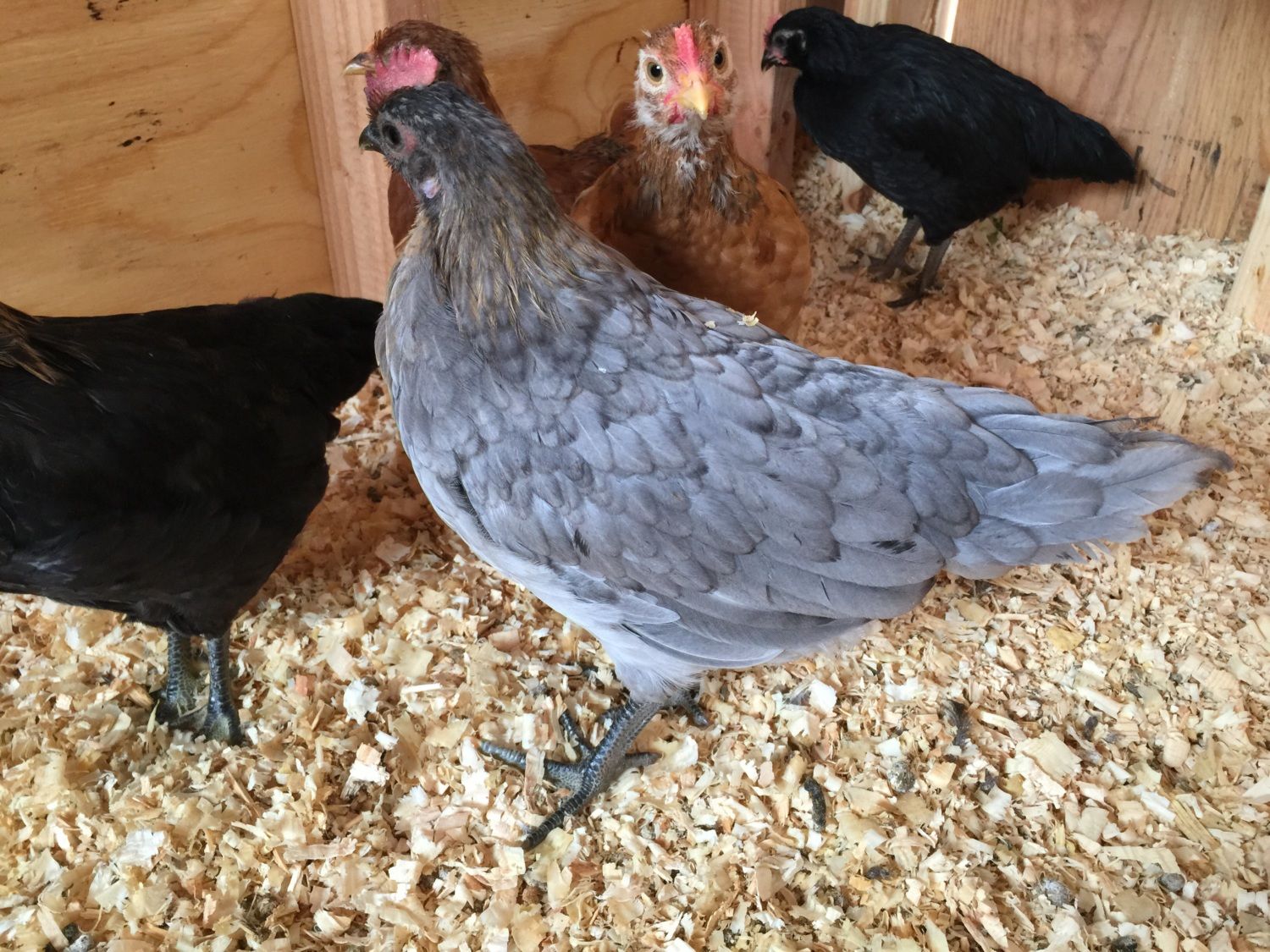 Pullet or cockerel blue Andalusian? | BackYard Chickens - Learn How to ...