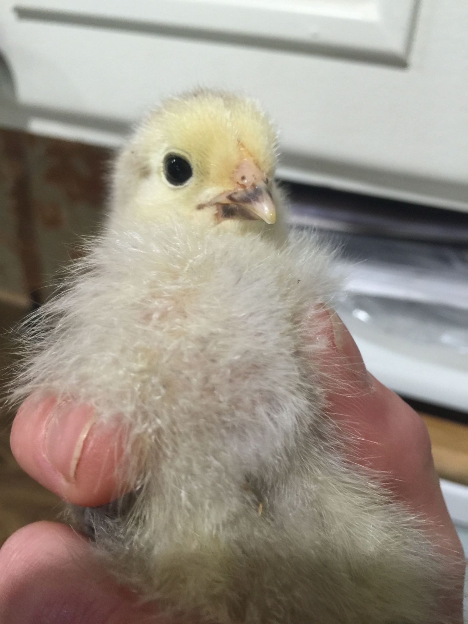 14 day old brahma has breast blister, crop, or cyst ?? | BackYard ...