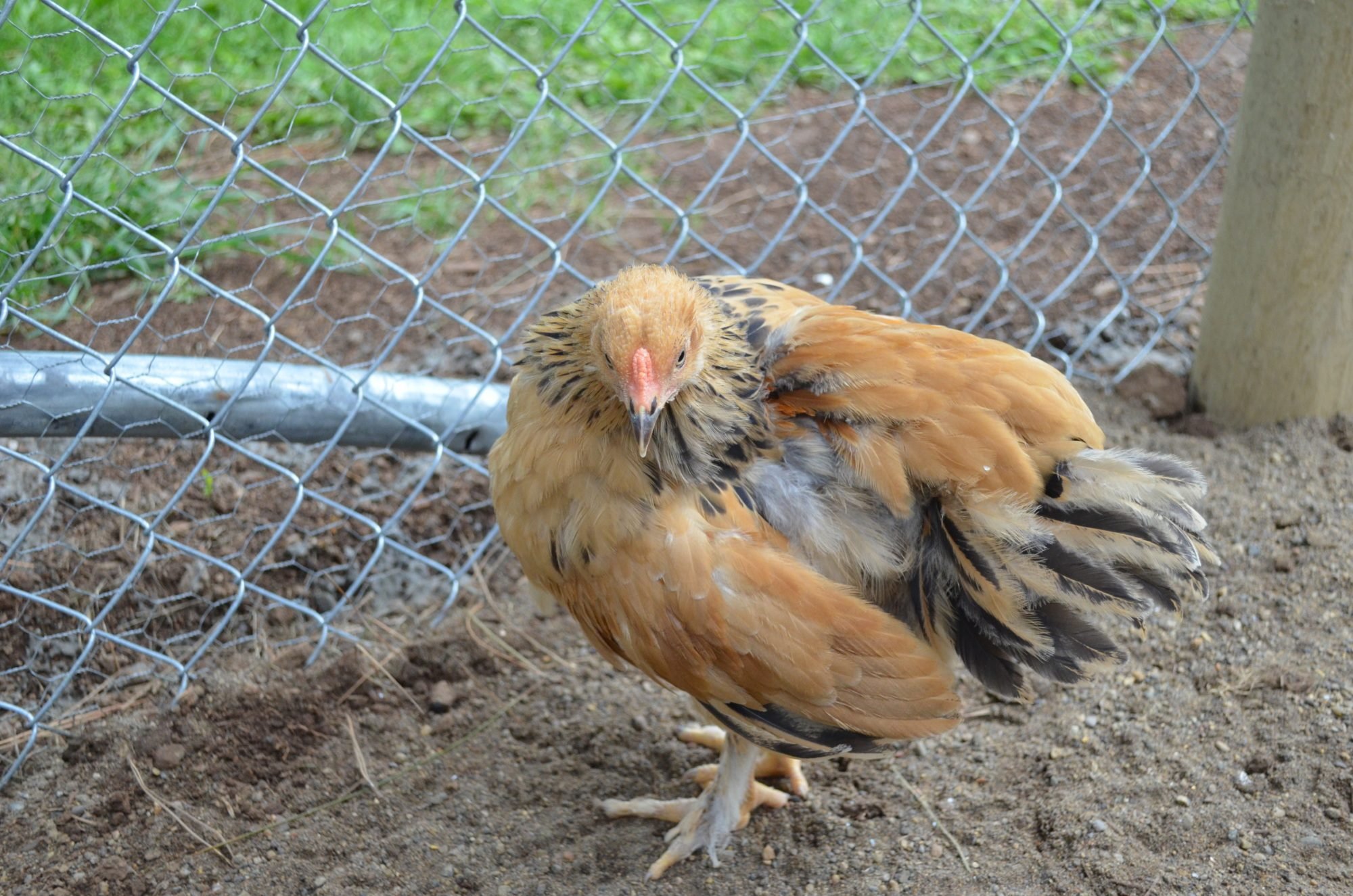 Buff Brahma 9.5 weeks Roo? | BackYard Chickens - Learn How to Raise ...
