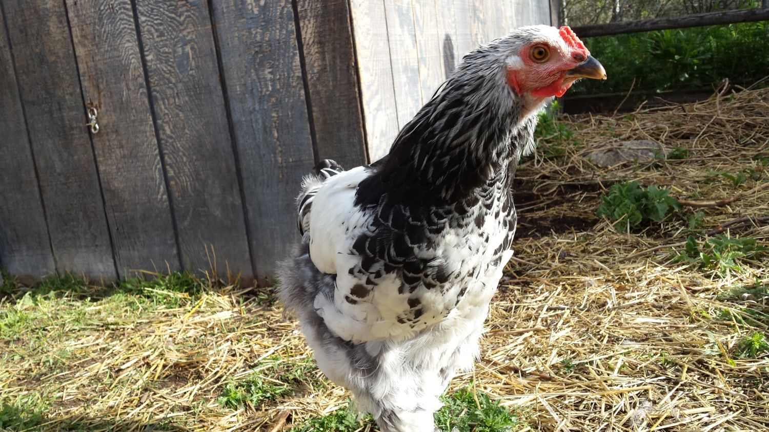 hen or roo 15 week old Light Brahma | BackYard Chickens - Learn How to ...