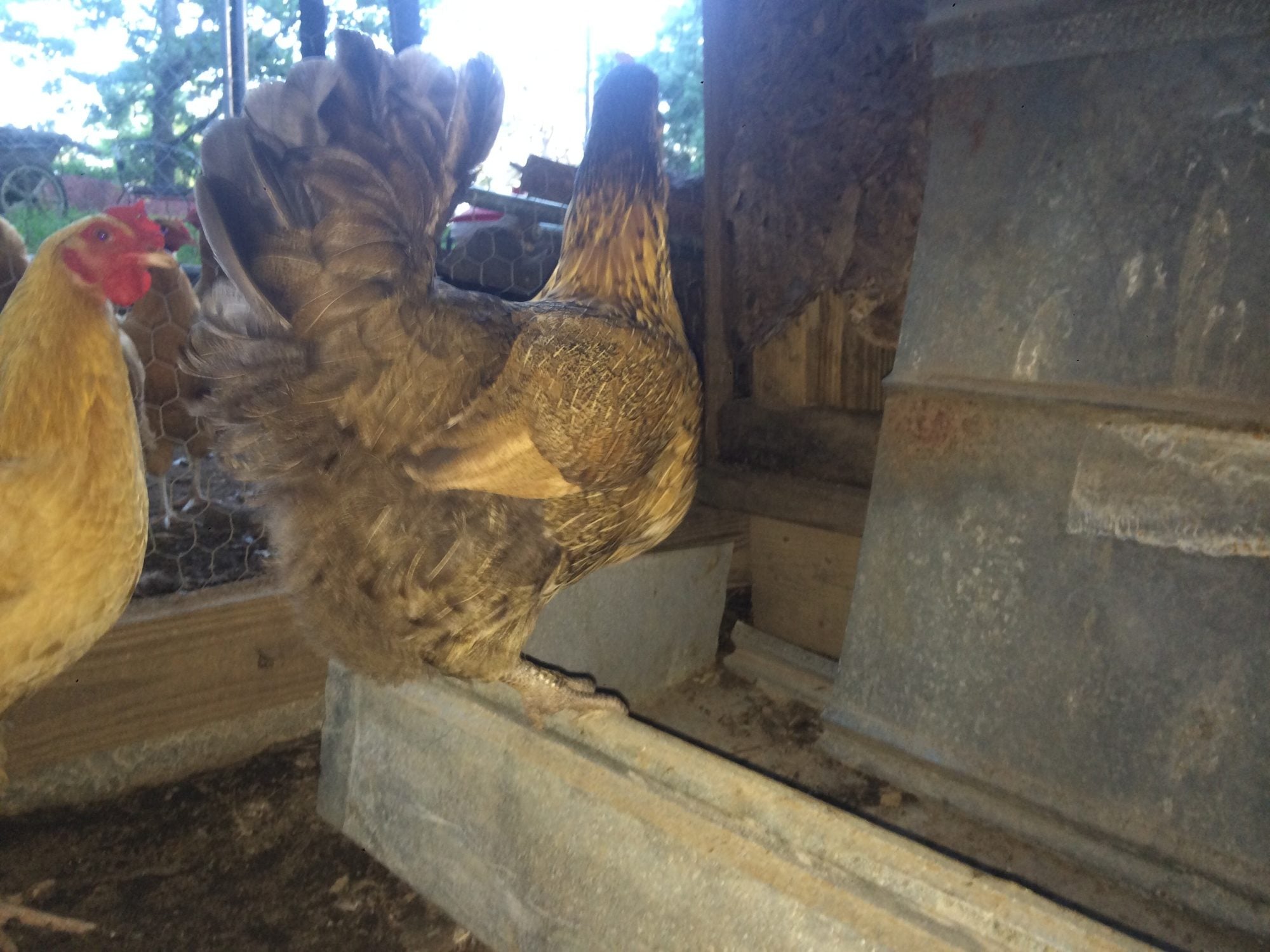 Black Australorp Buff Orpington Cross | Page 3 | BackYard Chickens ...