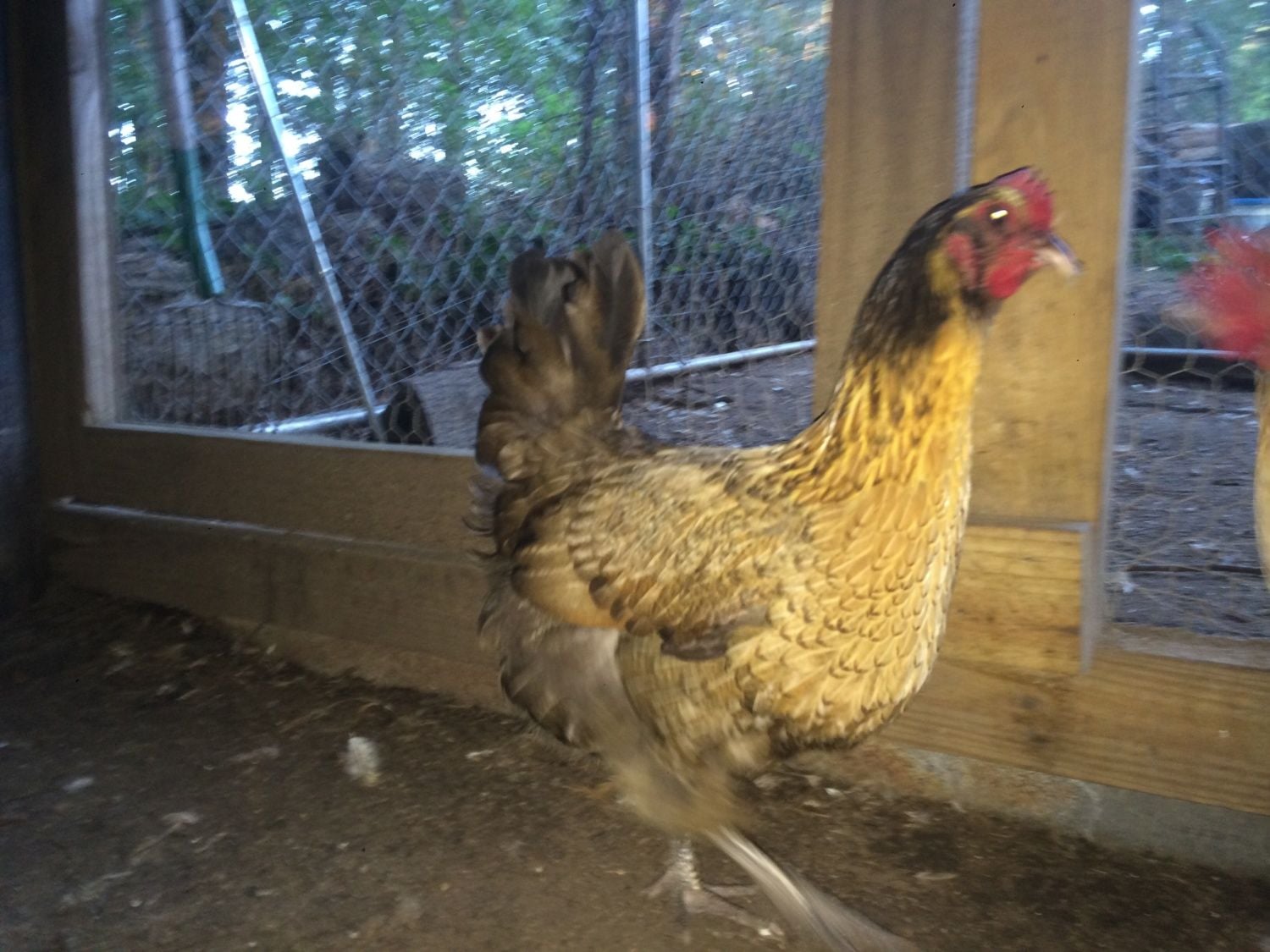 Black Australorp Buff Orpington Cross | Page 3 | BackYard Chickens ...