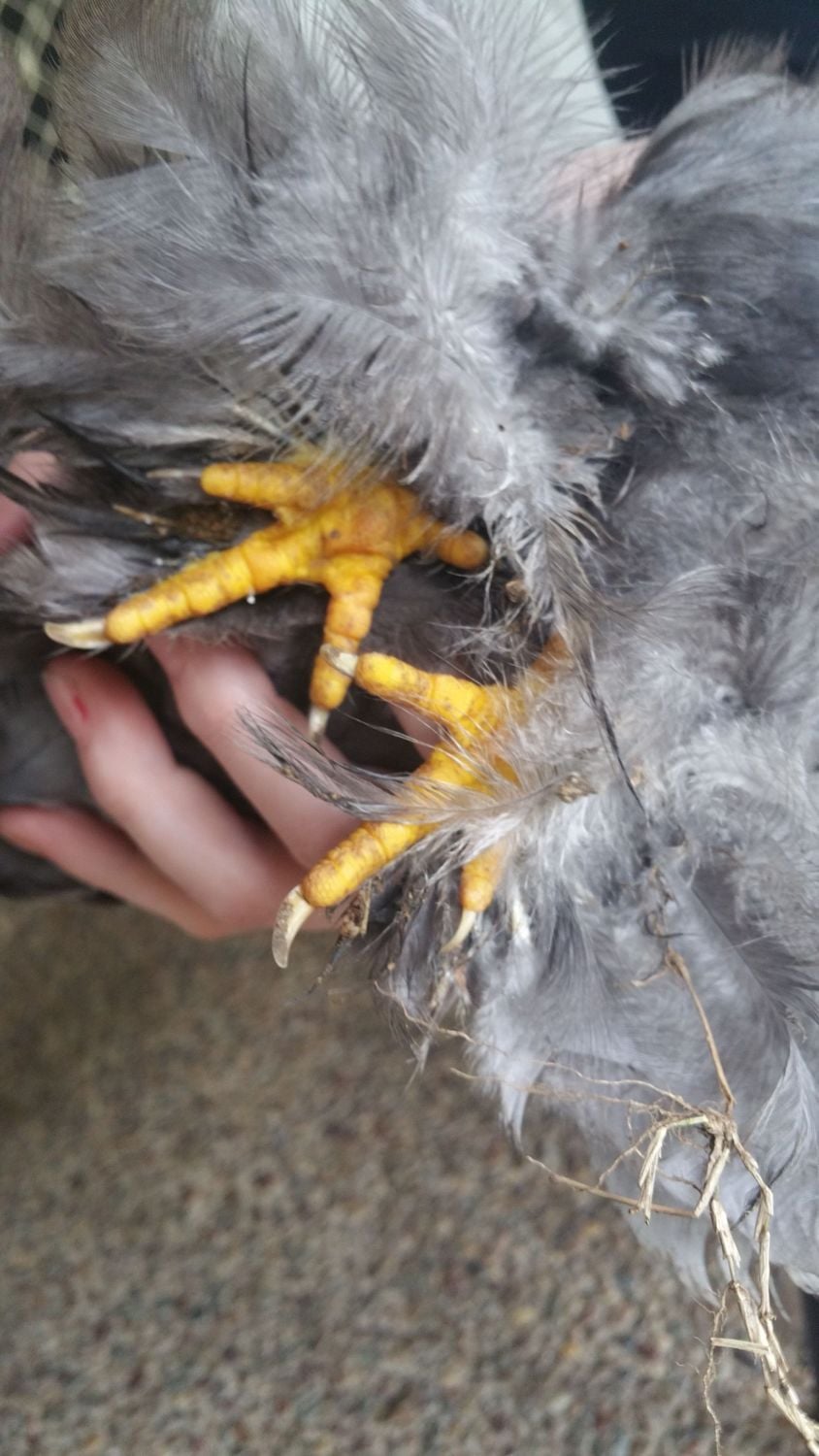 Pekin/Bantam Cochin - Yellow Skin | BackYard Chickens - Learn How to ...