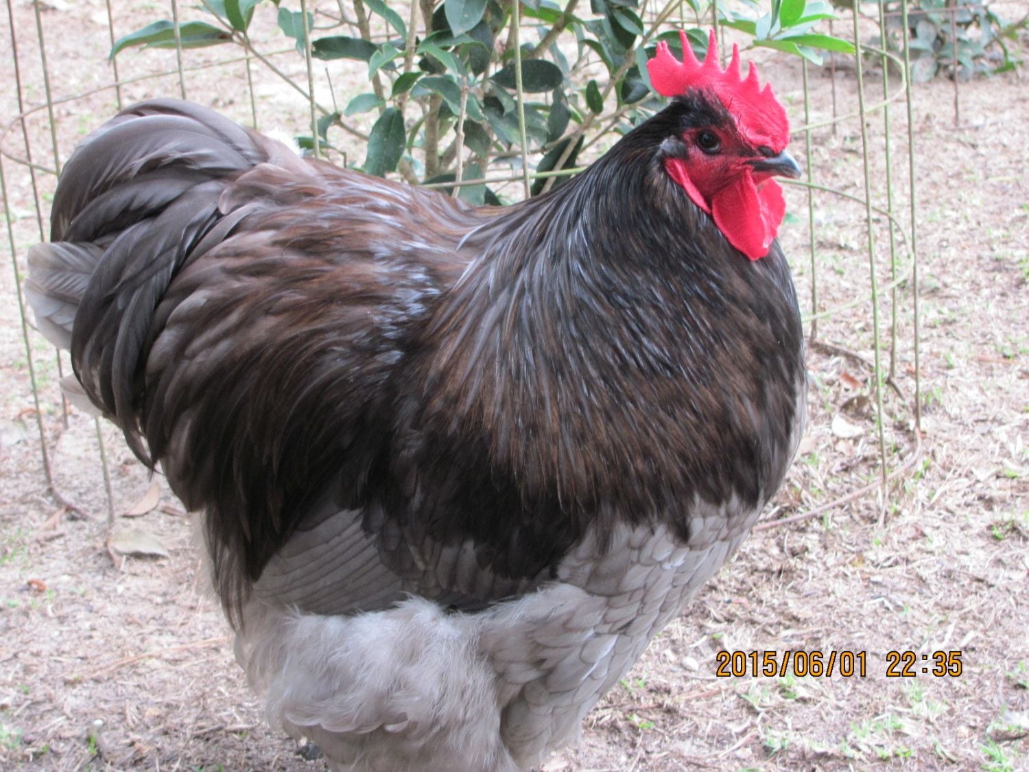 Purebred English Blue Orpington Roo needs home - East Central Alabama ...