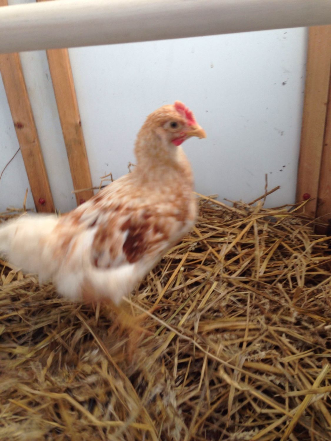 Sexing 8 week old chicks | BackYard Chickens - Learn How to Raise Chickens