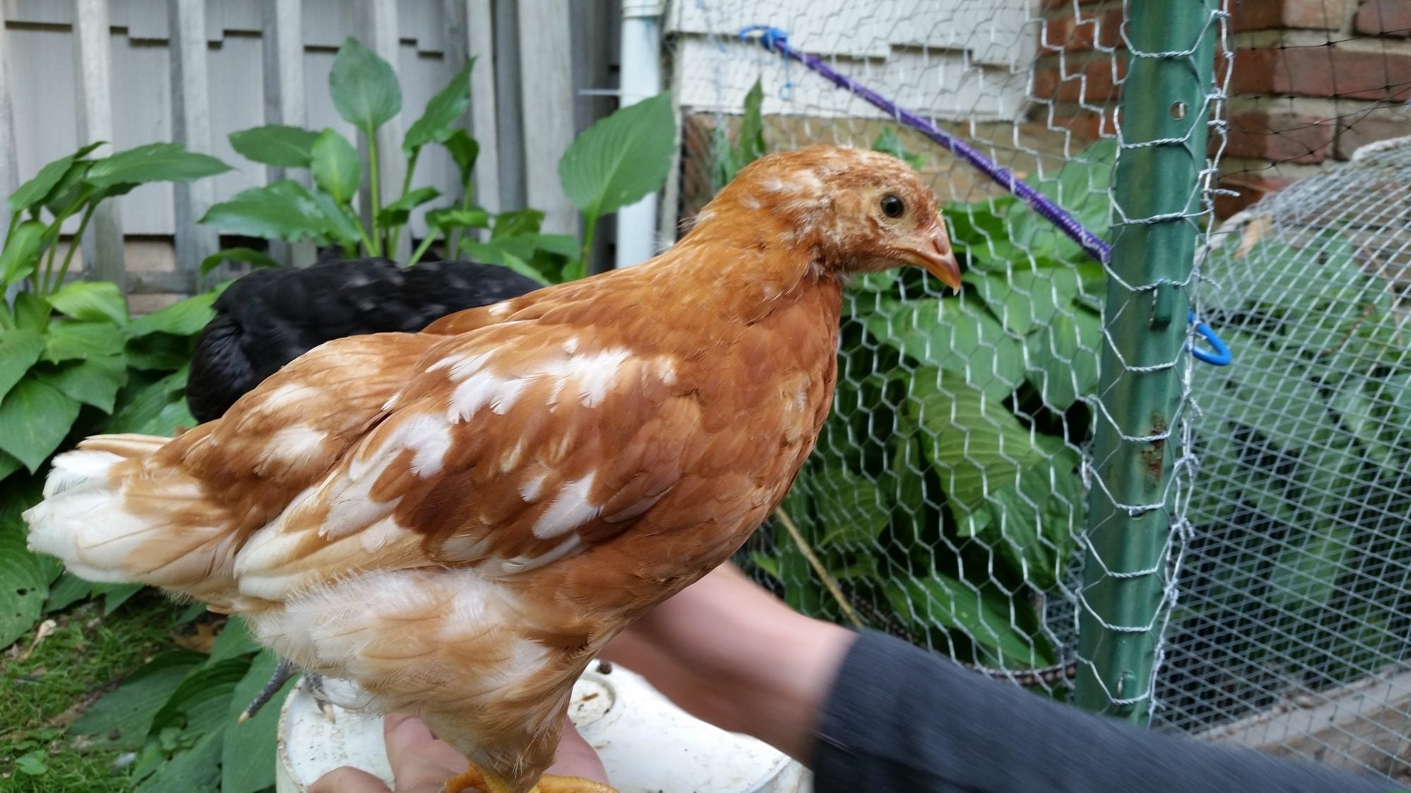 golden comet started pullets
