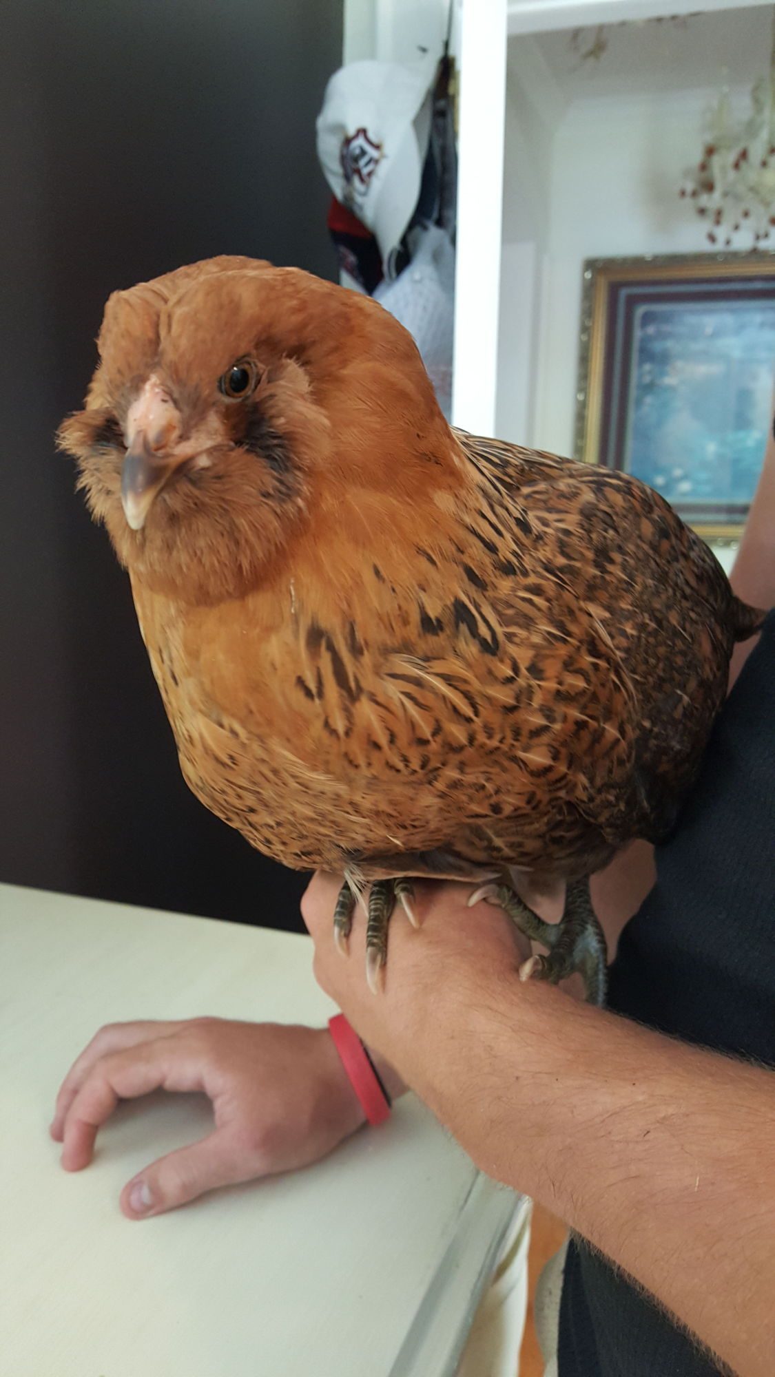 Listless, lethargic, lost weight, droopy wings, no balance | BackYard ...