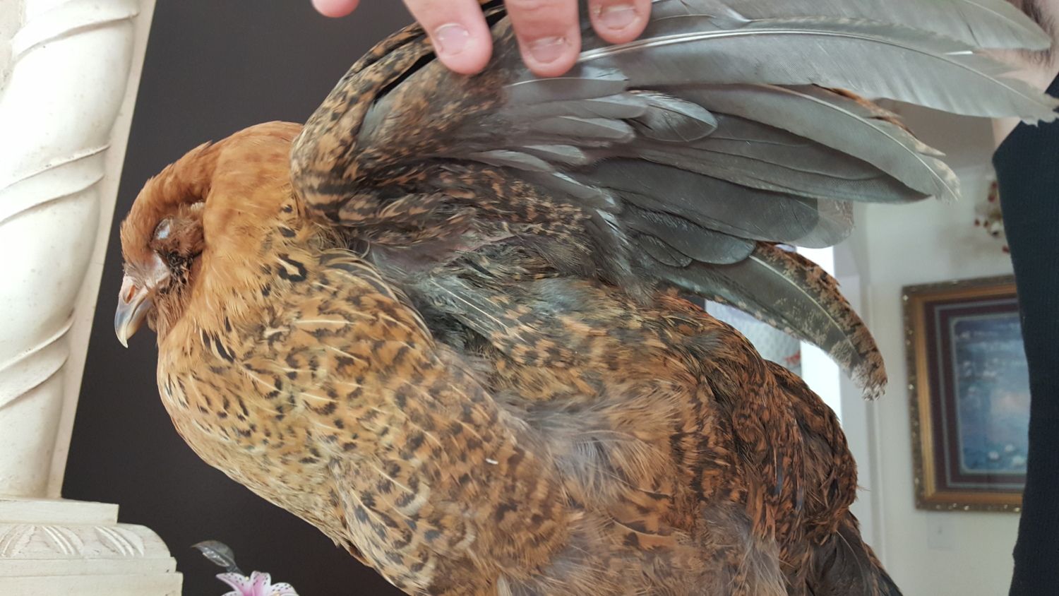 Listless, lethargic, lost weight, droopy wings, no balance | BackYard ...