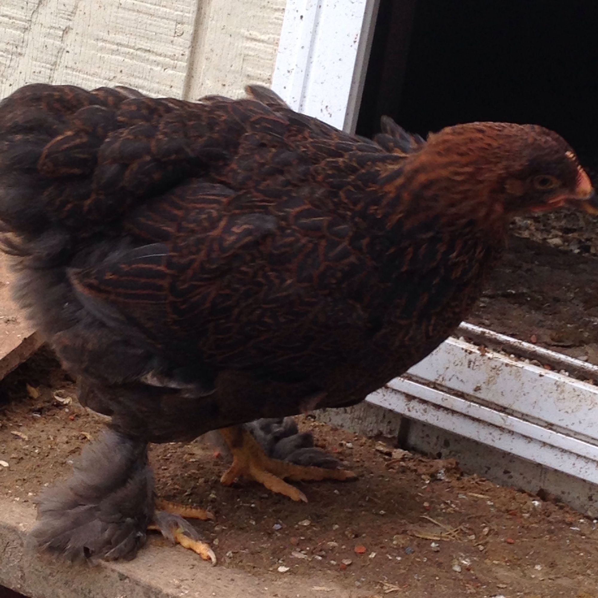 Partridge Cochin? | BackYard Chickens - Learn How to Raise Chickens