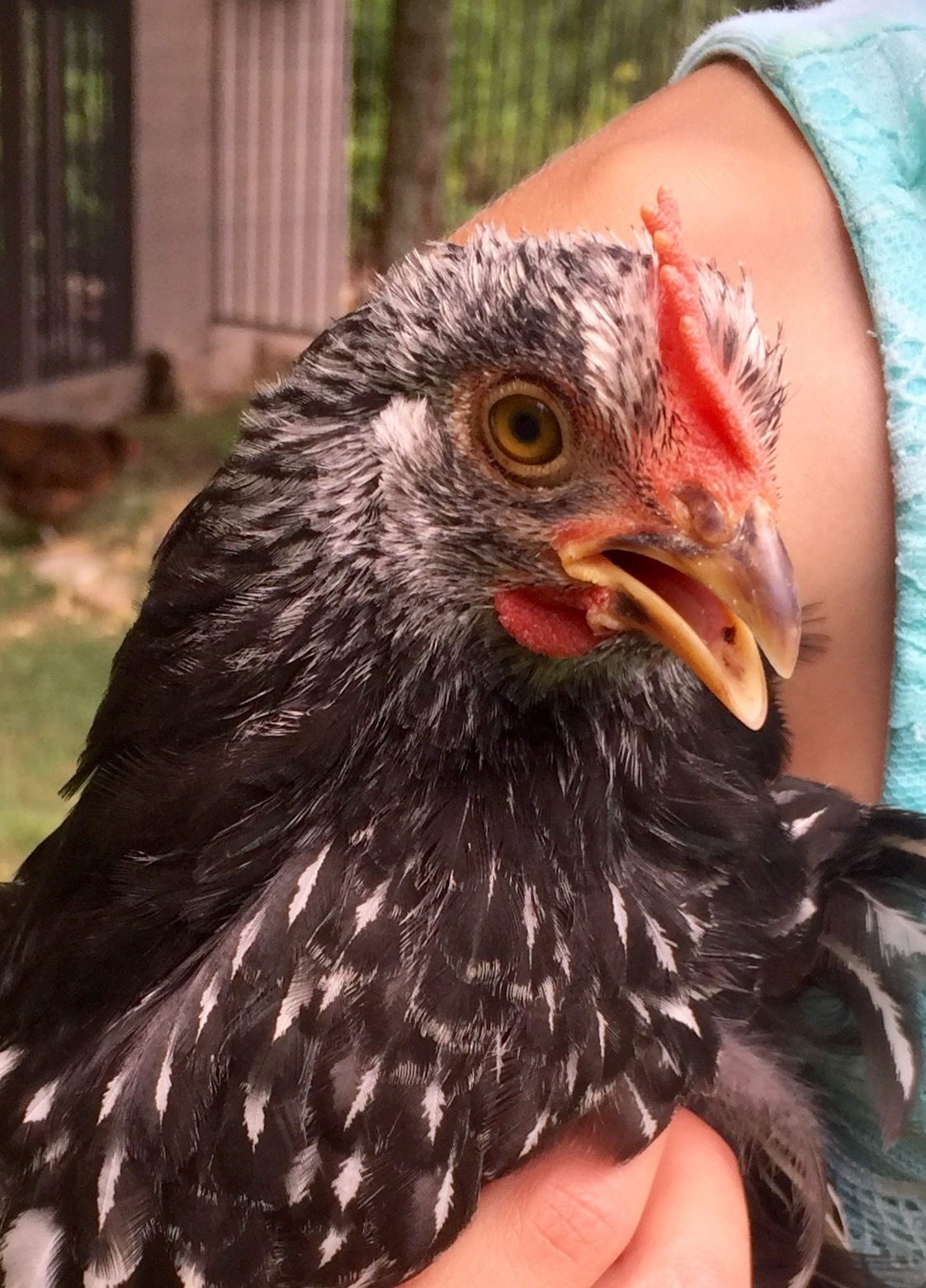 Assorted bantams from TSC | BackYard Chickens - Learn How to Raise Chickens