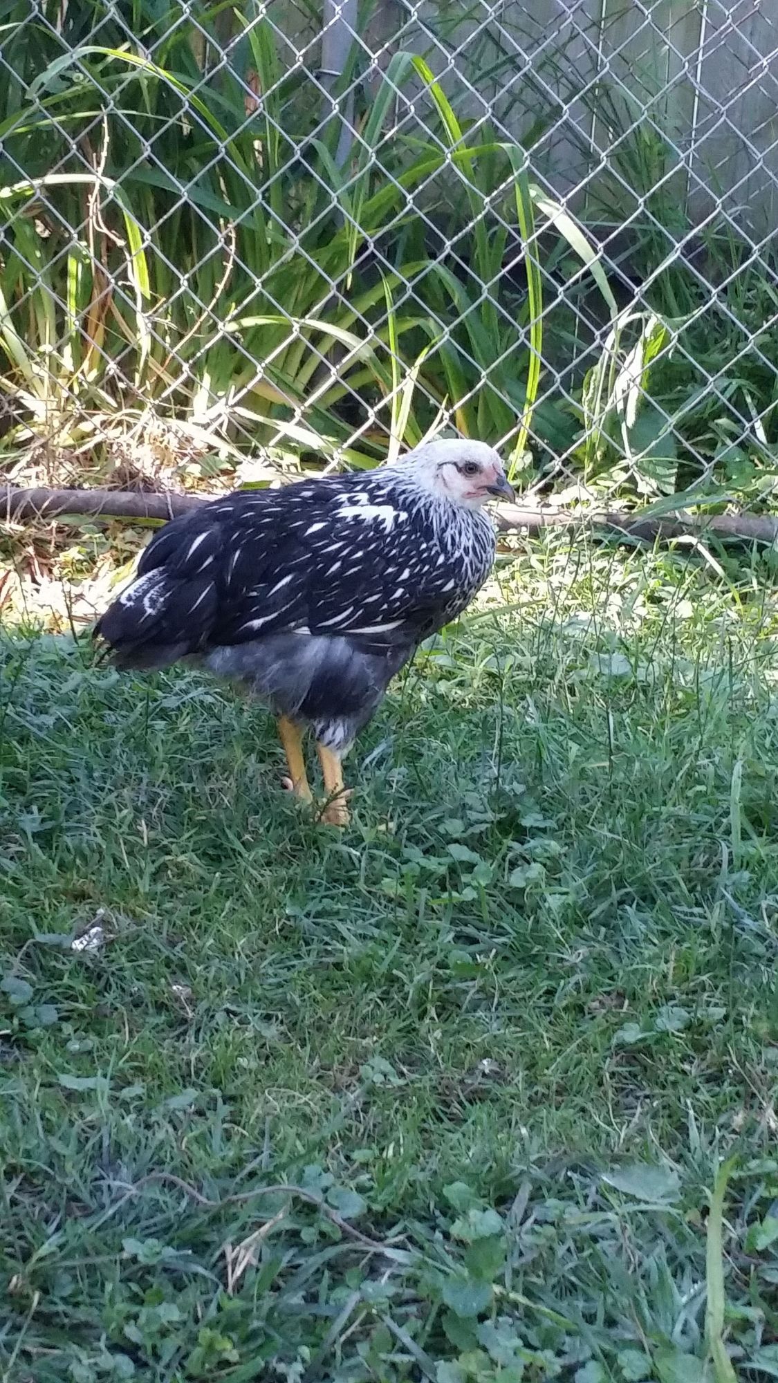 2 month old chickens male? female? | BackYard Chickens - Learn How to ...