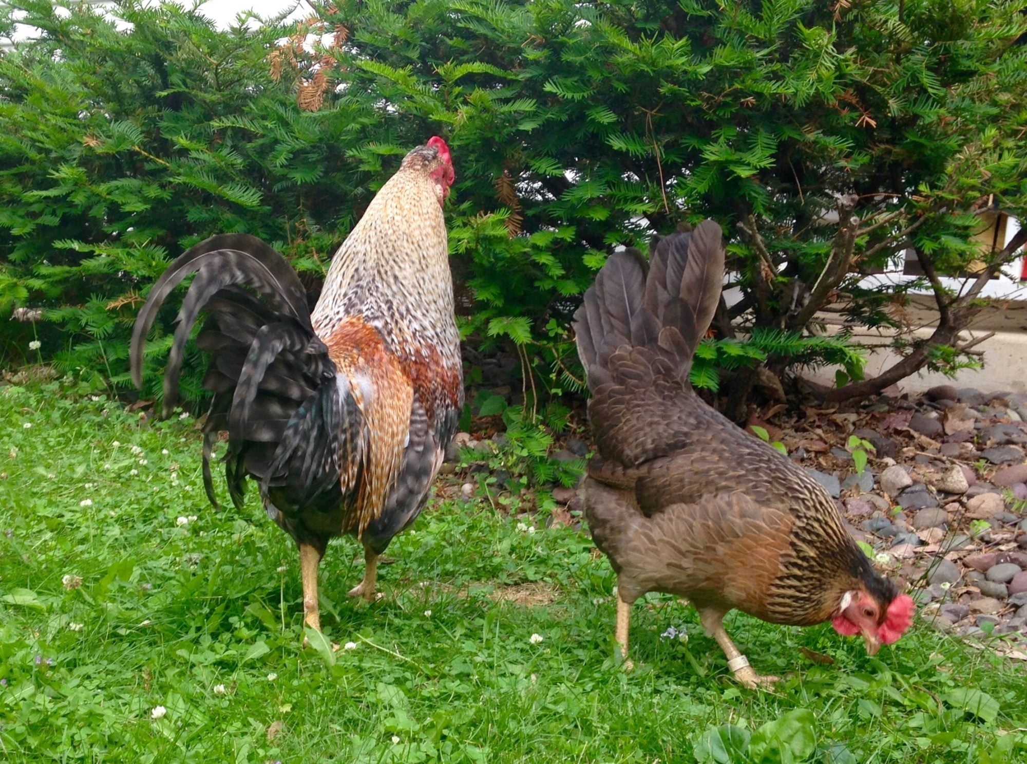 Handsome Rooster Breeds! Brag Away! | BackYard Chickens - Learn How to ...