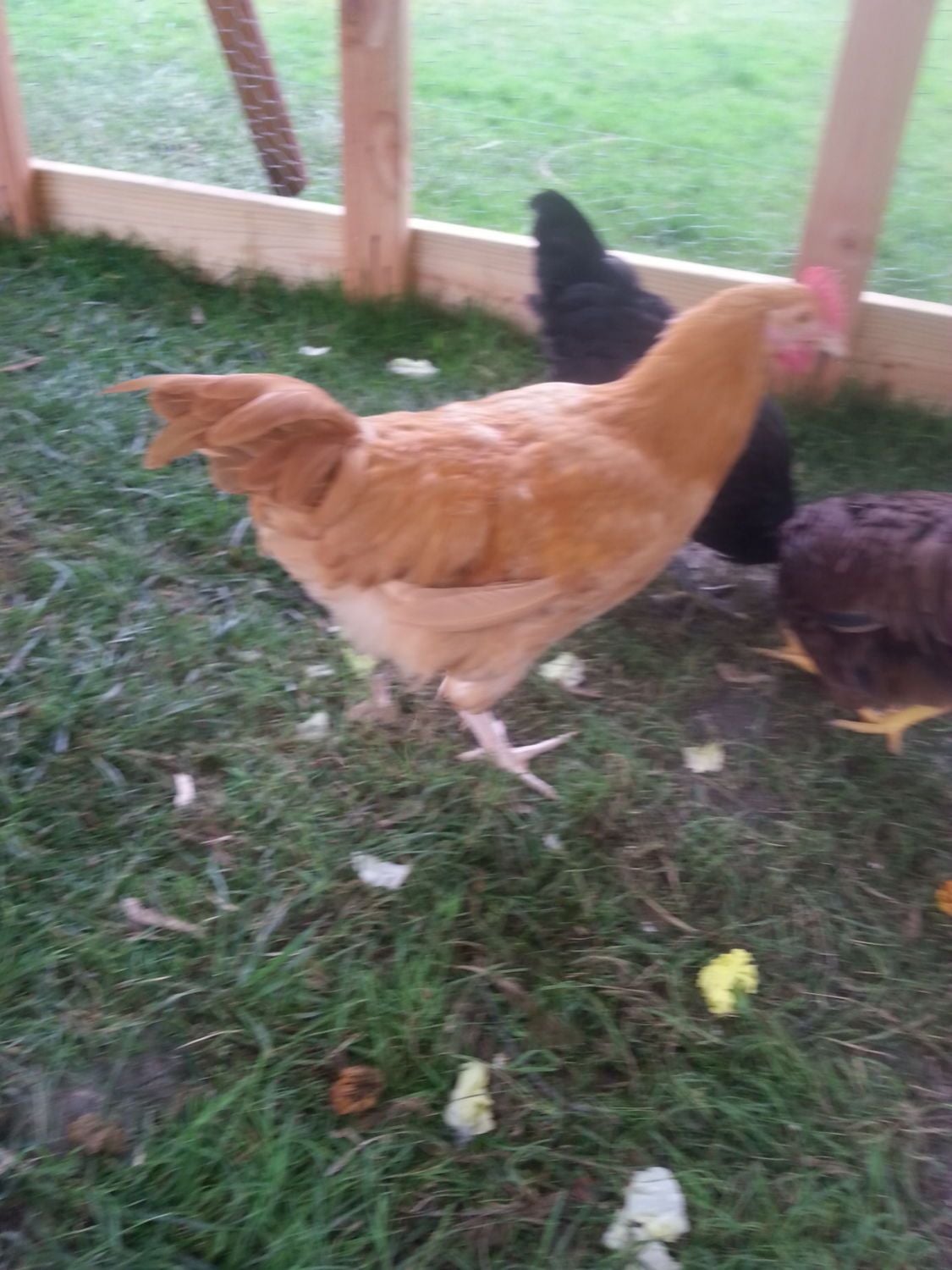 Golden Buff Chicks - female? | BackYard Chickens - Learn How to Raise ...