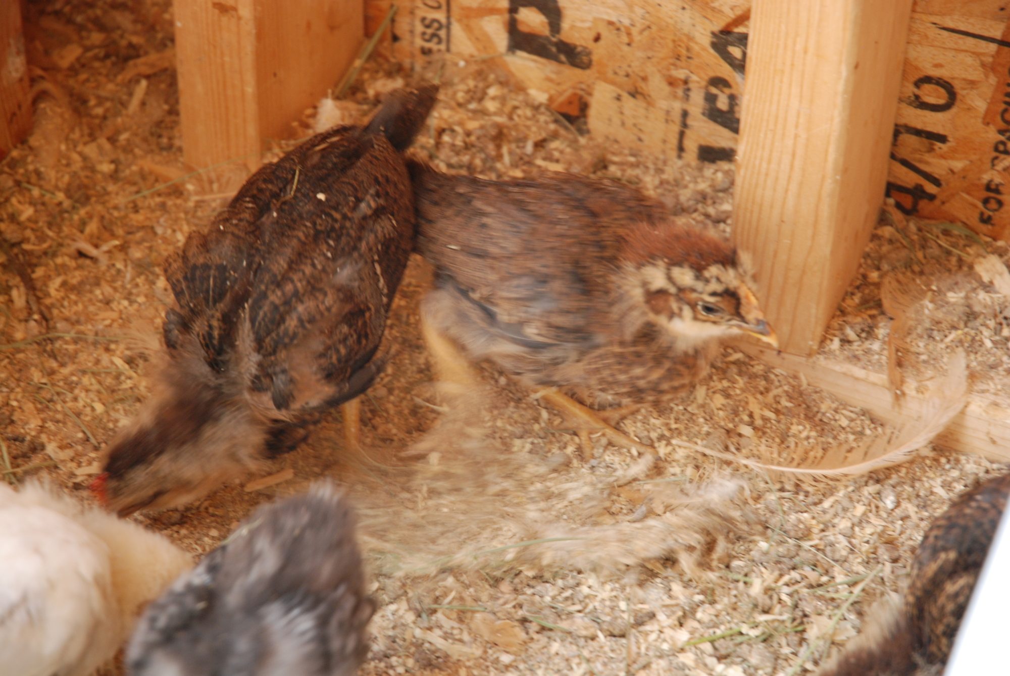 Welsummer Rooster 8 Weeks