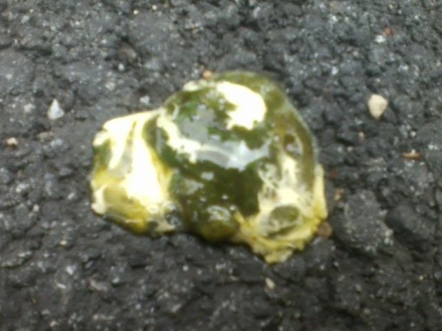 Green Poop... | BackYard Chickens - Learn How to Raise Chickens