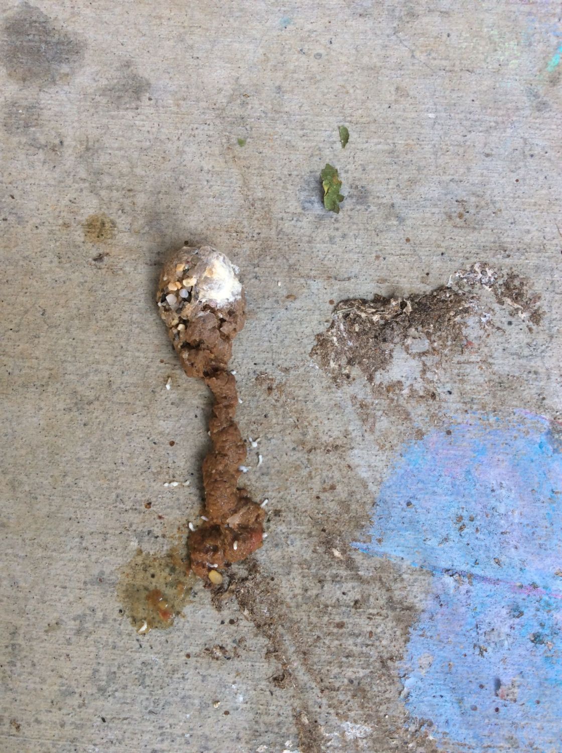 What kind of worms? ***nasty poop picture**** | BackYard Chickens ...