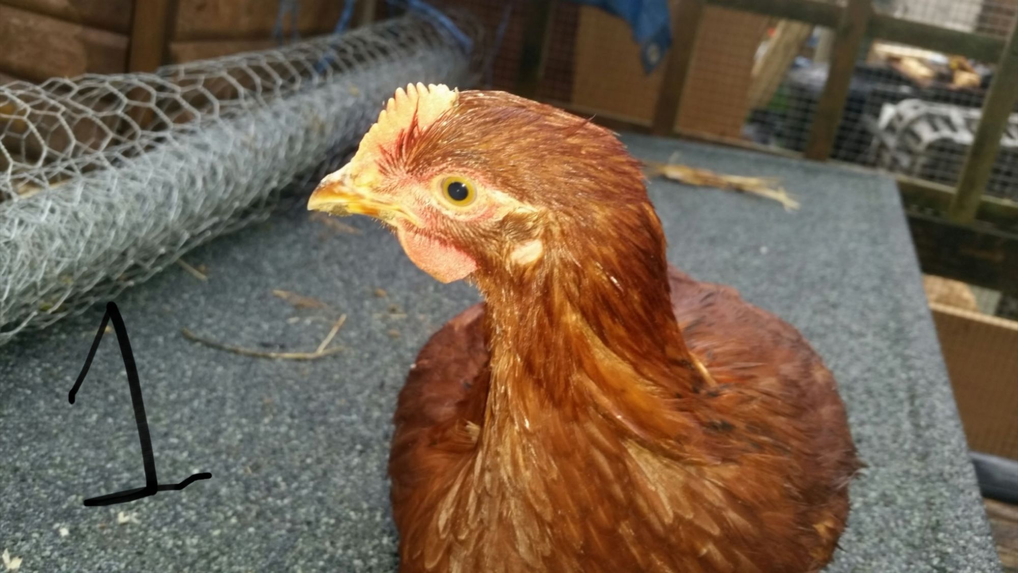 Rhode Island Red Rooster or Hen? Help Please! (plenty of photos) | Page ...