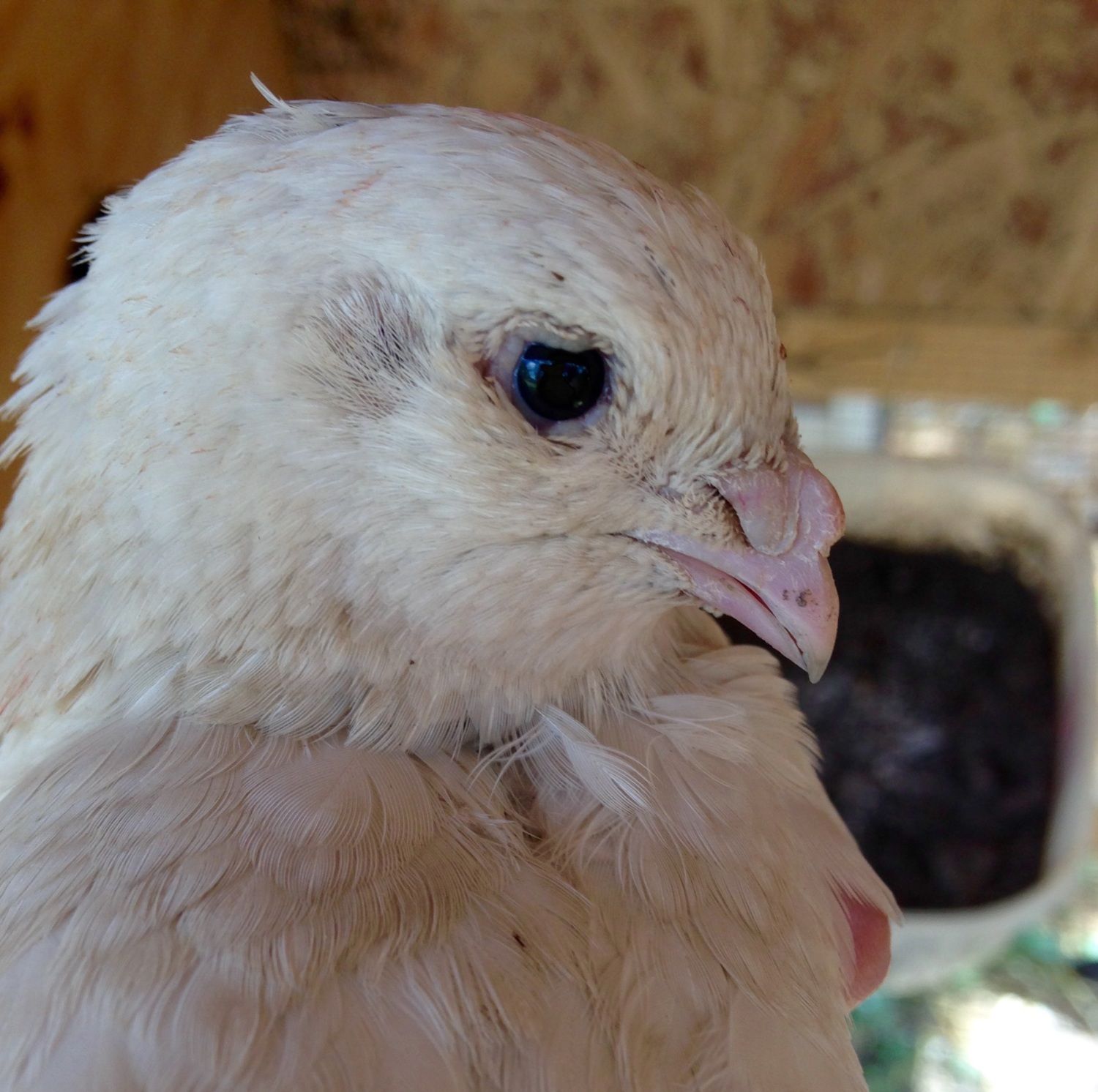 Normal cere....? | BackYard Chickens - Learn How to Raise Chickens