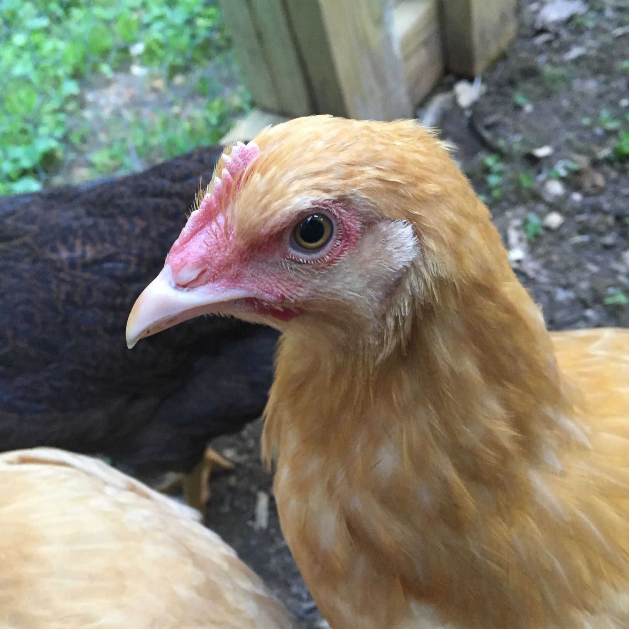 14 week old pullet with red wattles and comb | BackYard Chickens ...
