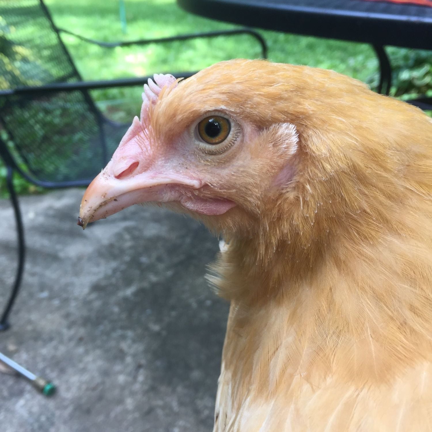 14 week old pullet with red wattles and comb | BackYard Chickens ...