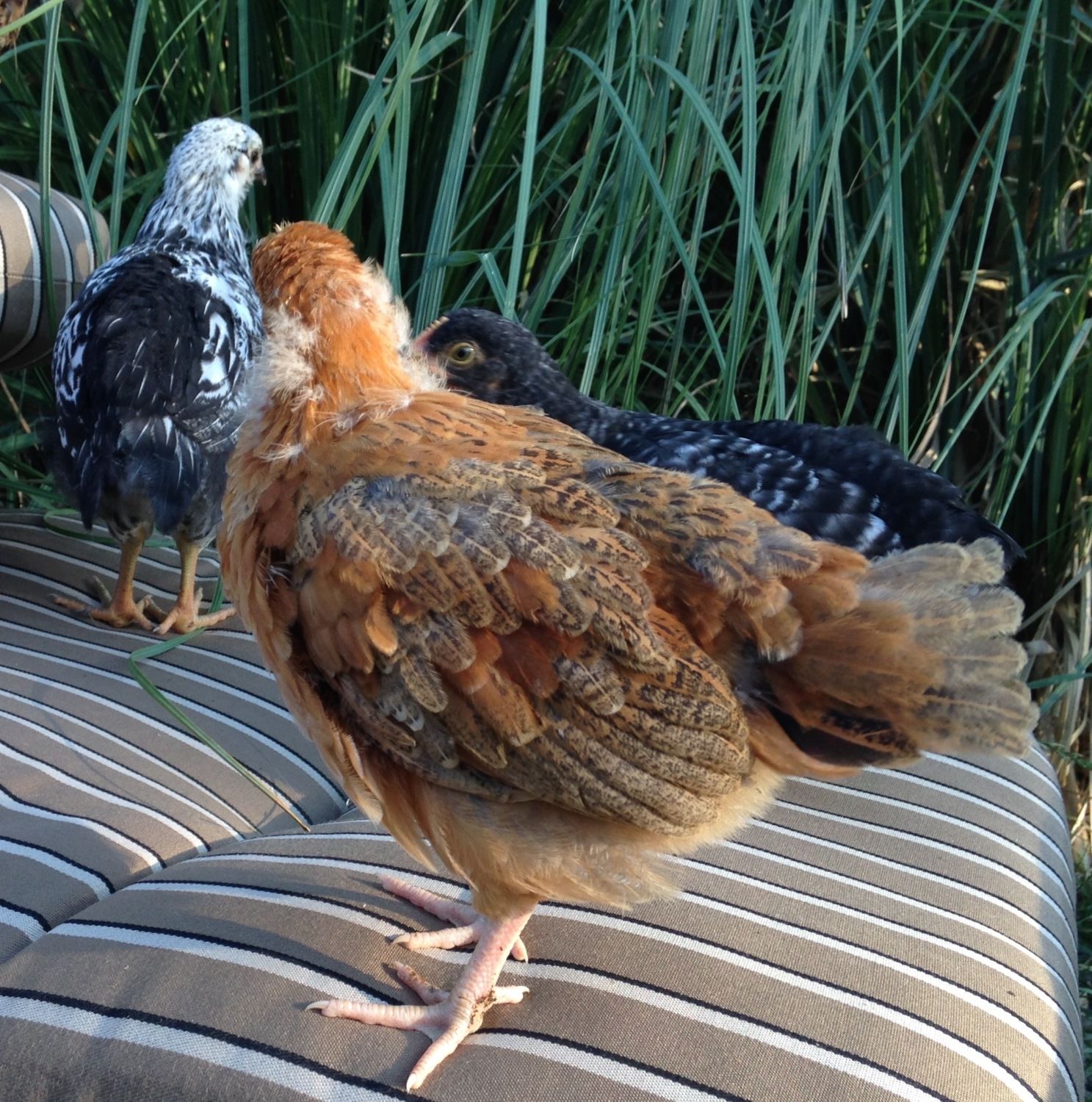 Buff Orpington roo x Speckled Sussex hen result | BackYard Chickens ...