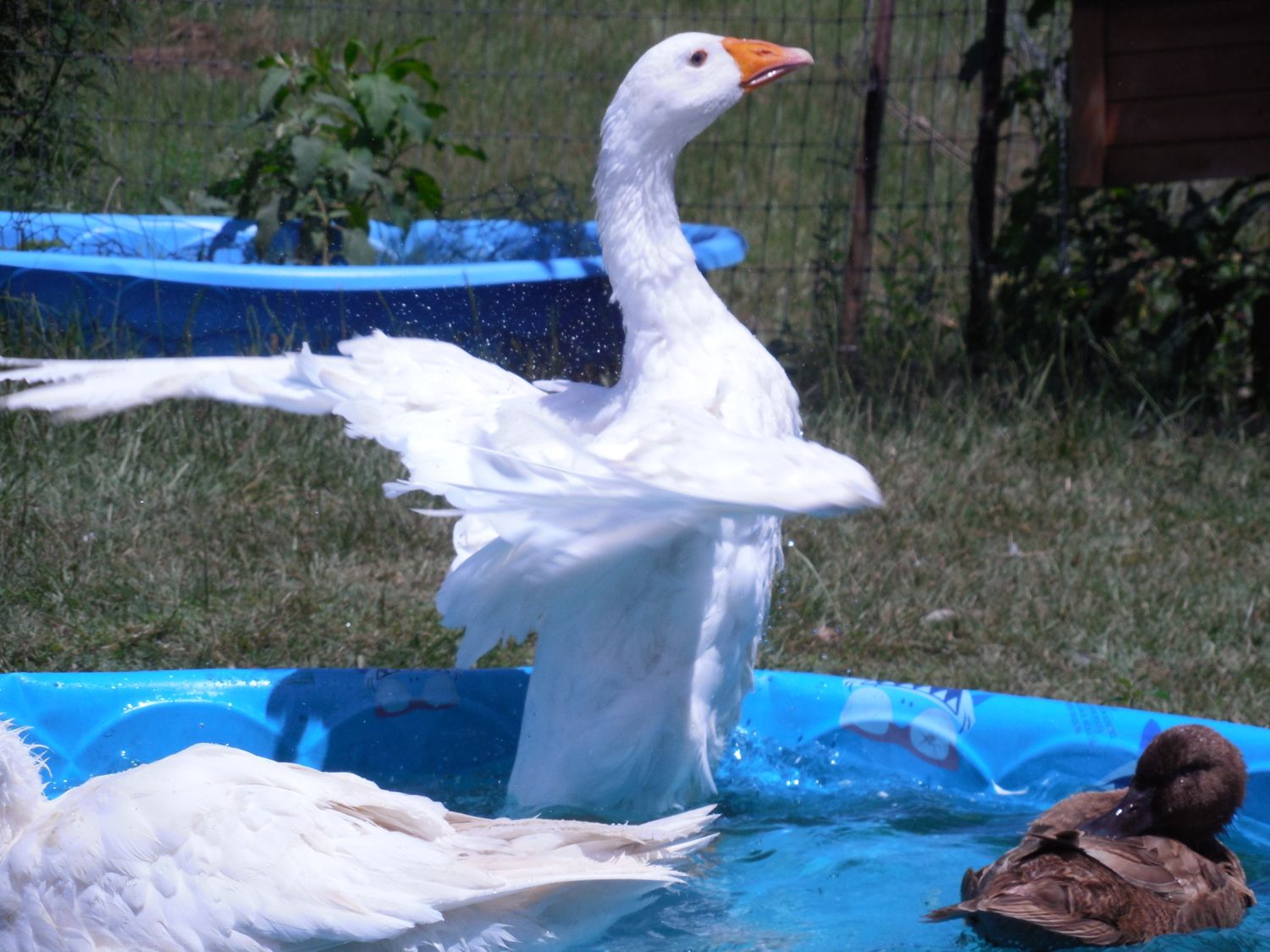 Embden Goose How To Tell Sex Page 4 Backyard Chickens Learn How