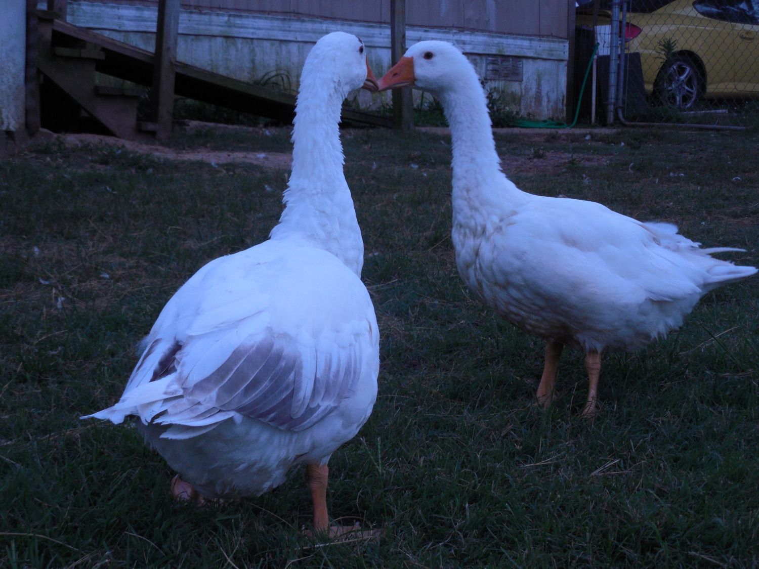 Embden Goose How To Tell Sex Page 4 Backyard Chickens Learn How