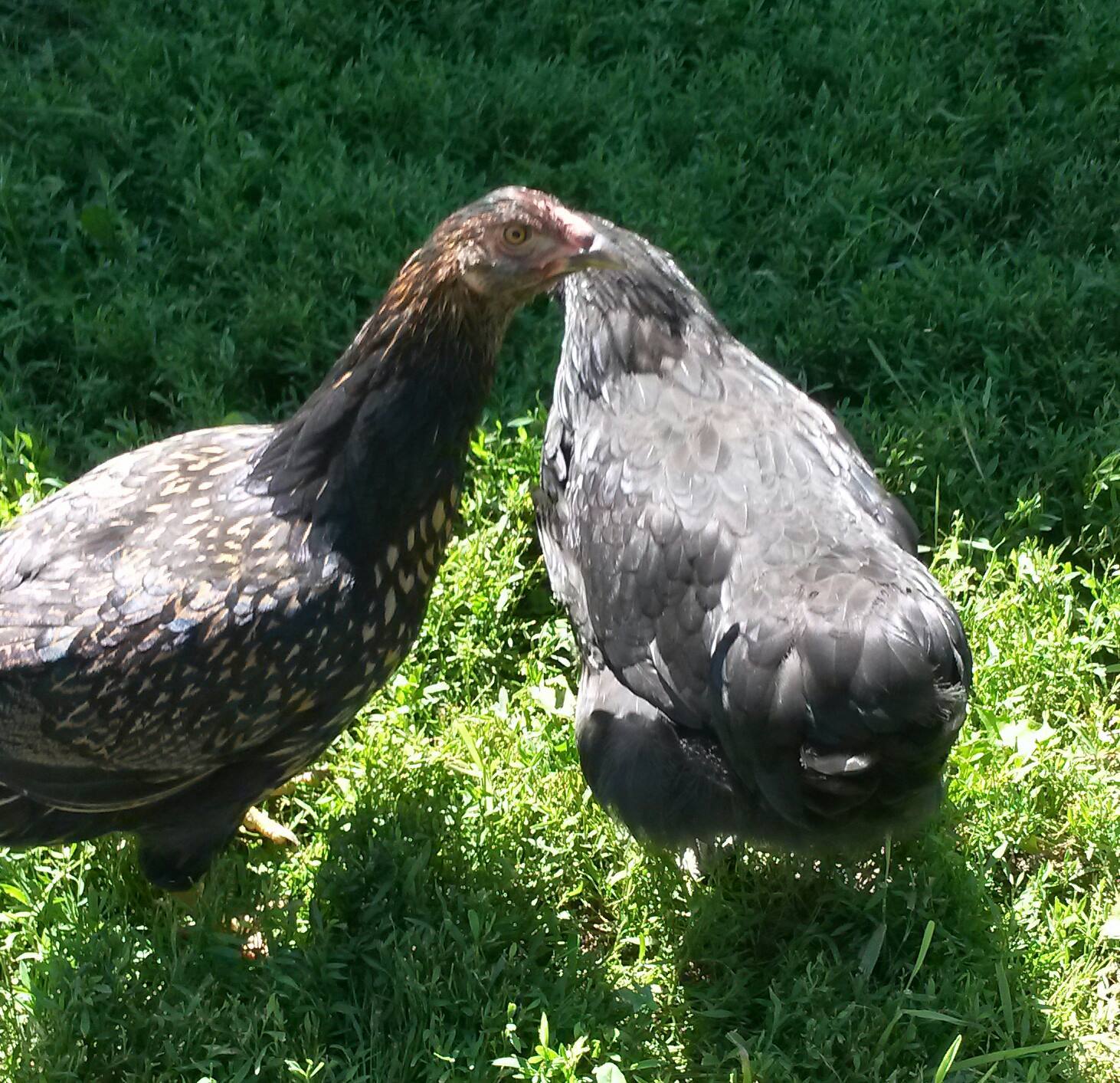 Olive Egger, Black Copper Marans, Russian Orloff, Australorp X ...