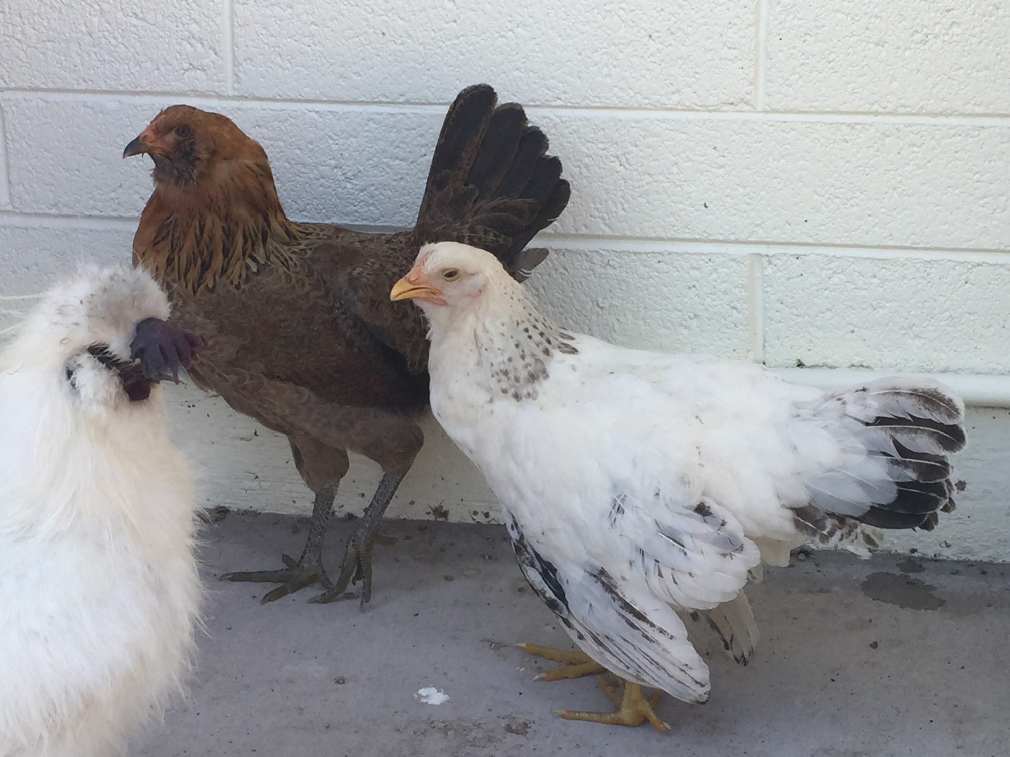 Limp Droopy Wings | BackYard Chickens - Learn How to Raise Chickens