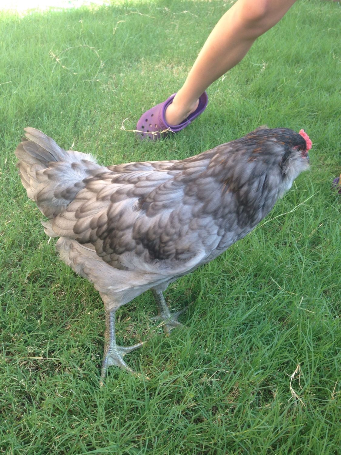 blue Easter egger: MALE OR FEMALE | BackYard Chickens - Learn How to ...