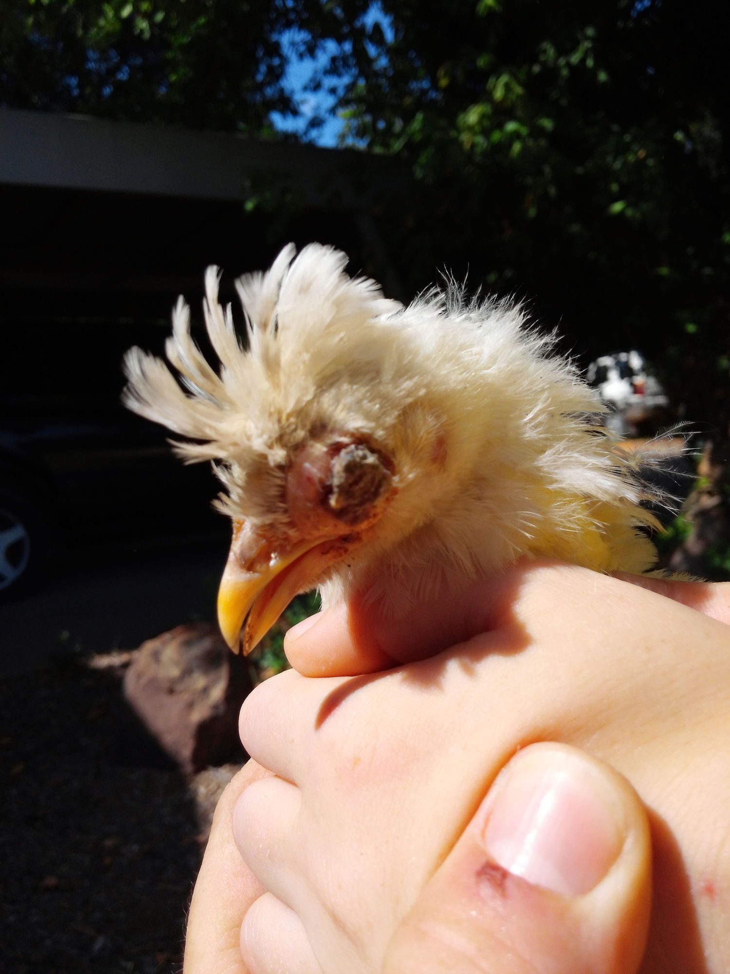 Baby Chick with an injured or infected eye | BackYard Chickens - Learn ...