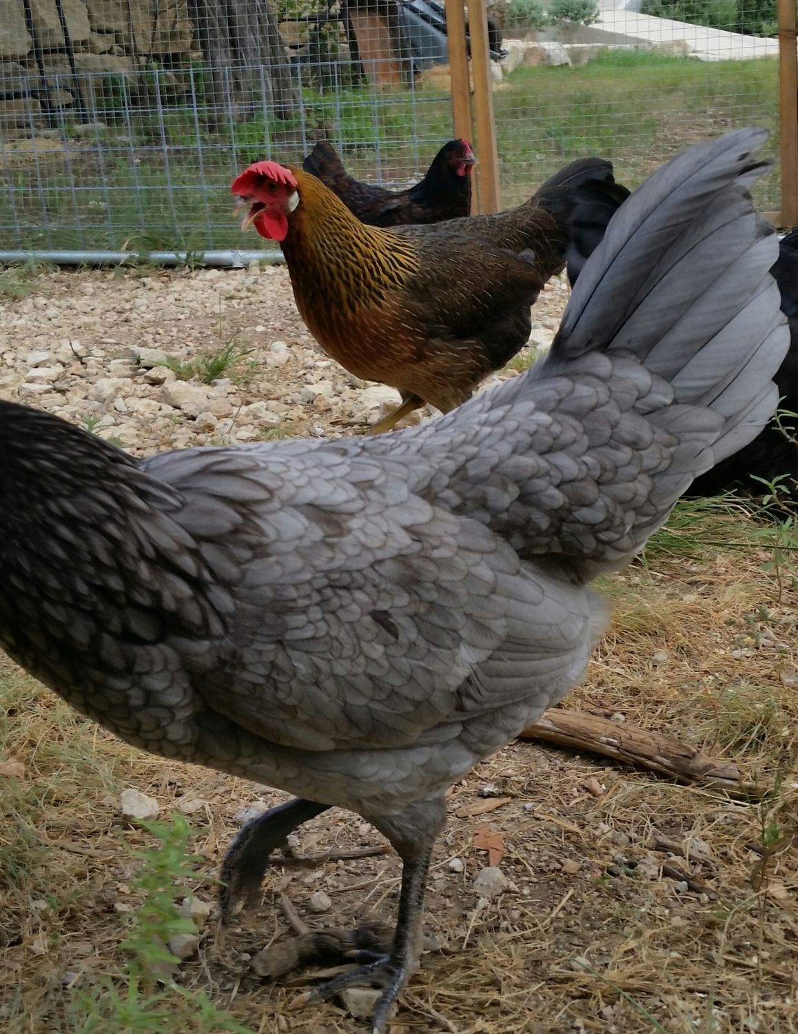 Grey Chicken - my daughter picked from mix chick tub... any clue on ...
